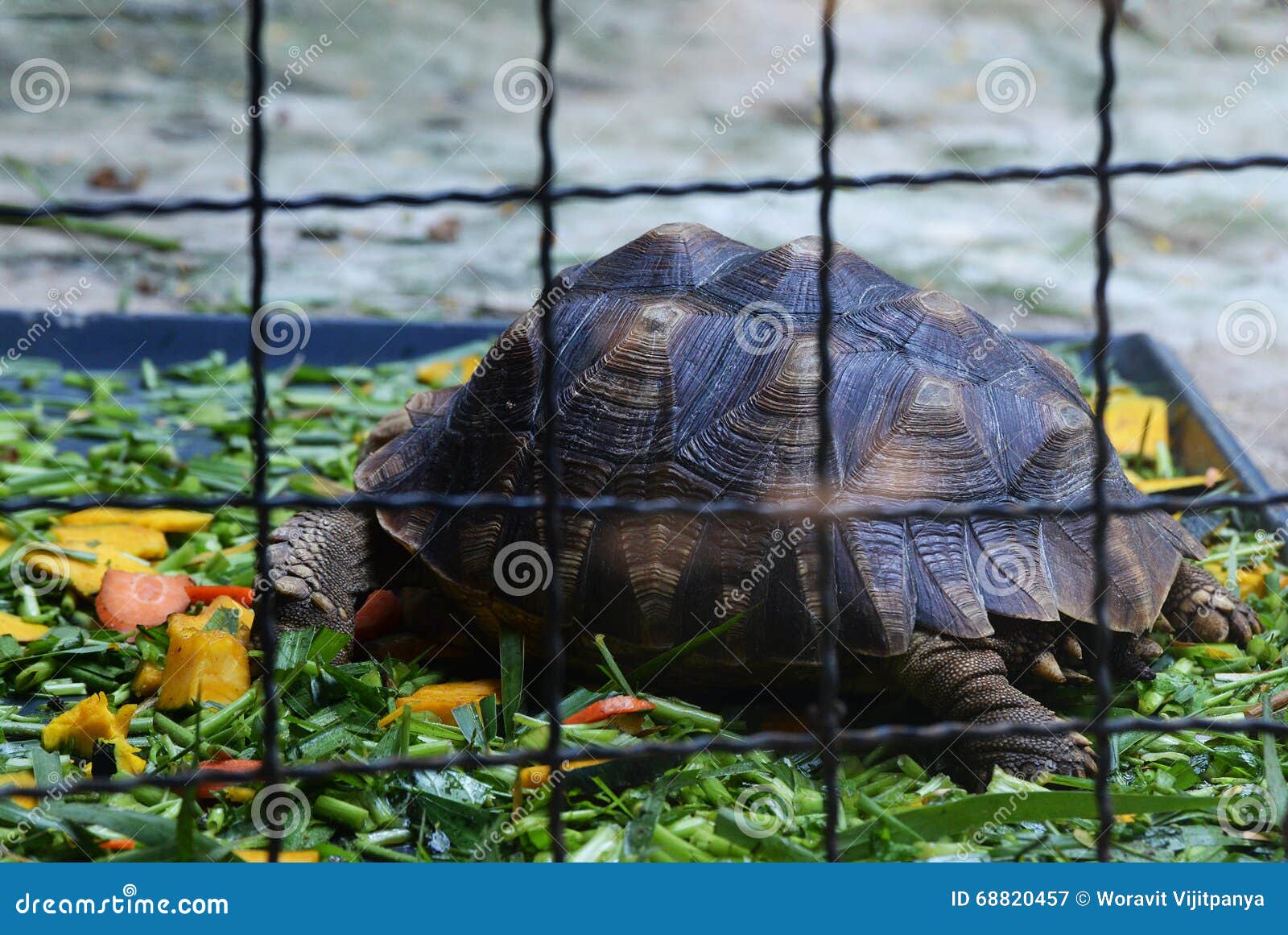 Turtle in cage stock image. Image of hermann, reptile - 68820457