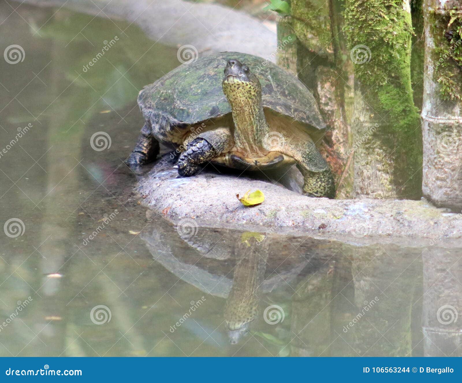 Turtle Alligator in Costa Rica in the Jungle Stock Photo - Image of ...
