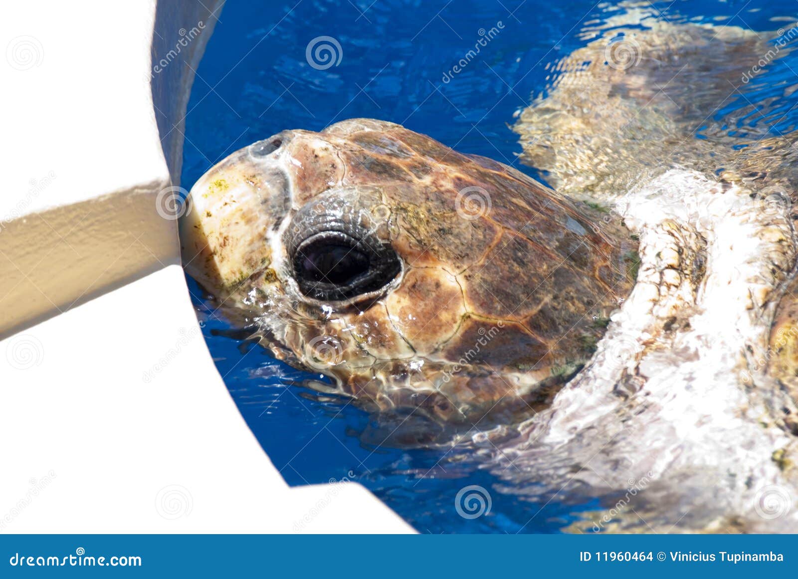 Turtle in Captivity stock photo. Image of water, life - 11960464