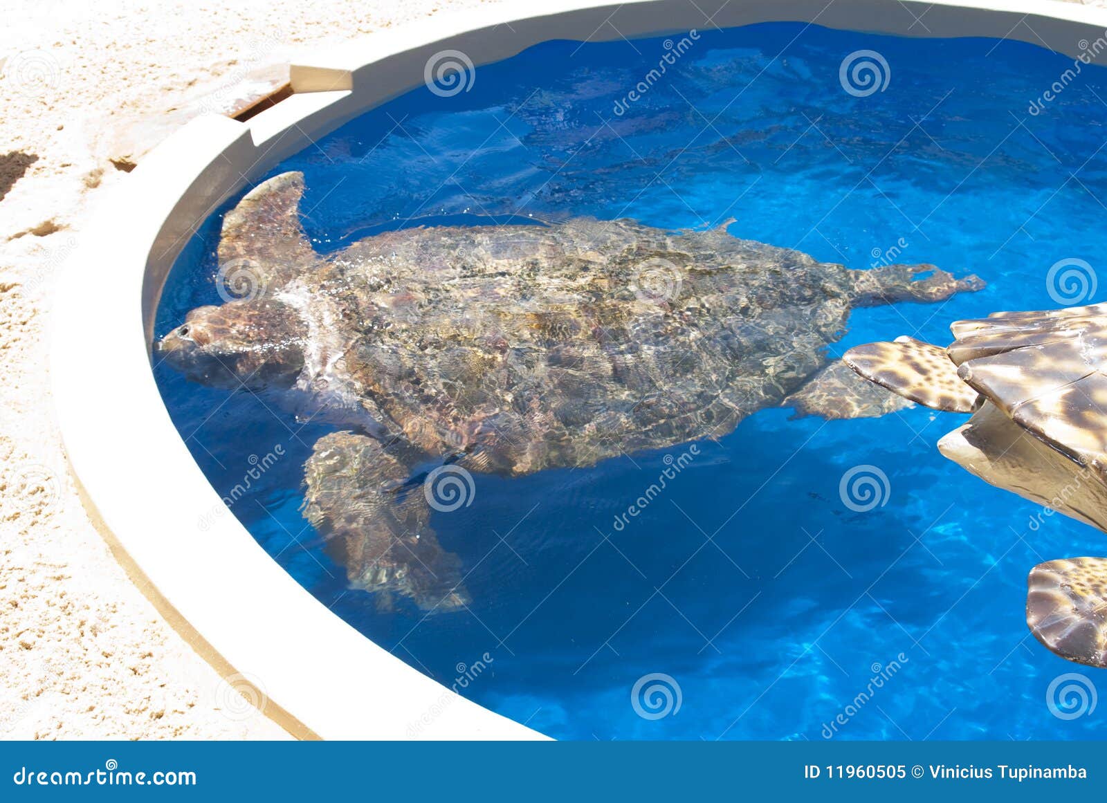 Turtle in Captivity stock image. Image of organism, water - 11960505