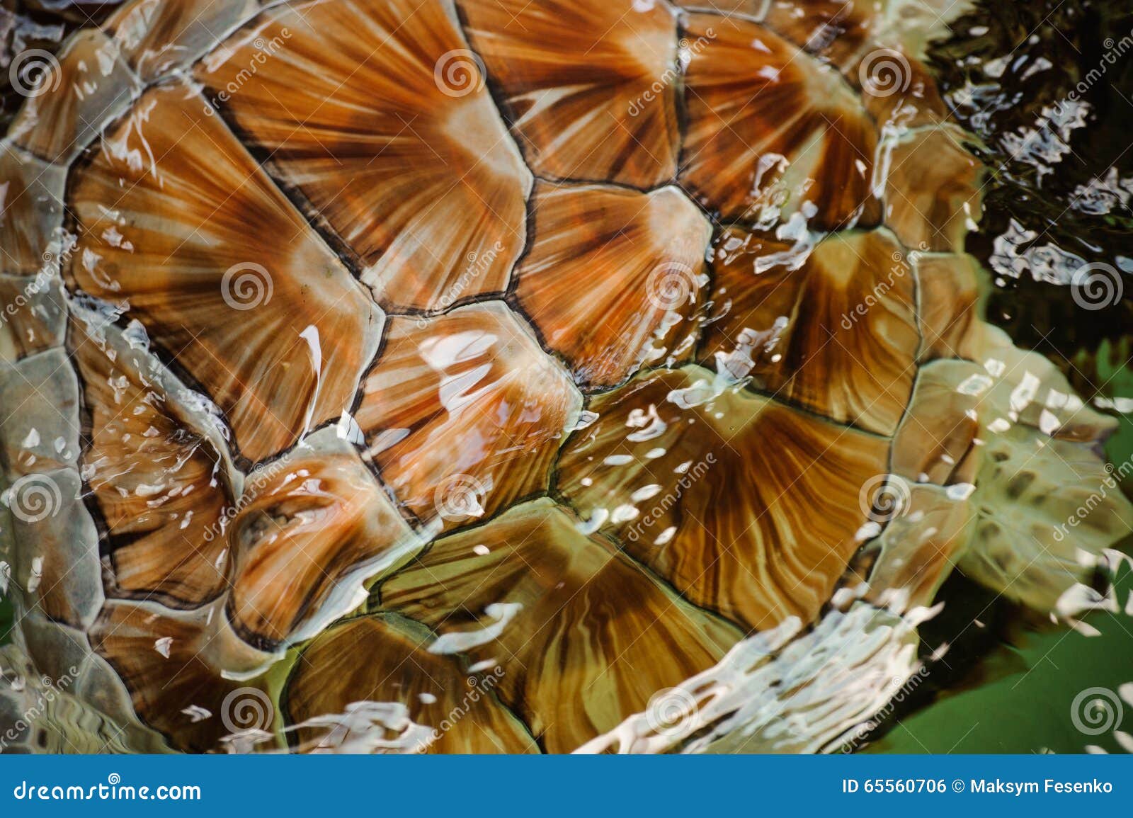 Turtle Carapace Background Shell Texture Stock Photo - Image of ...
