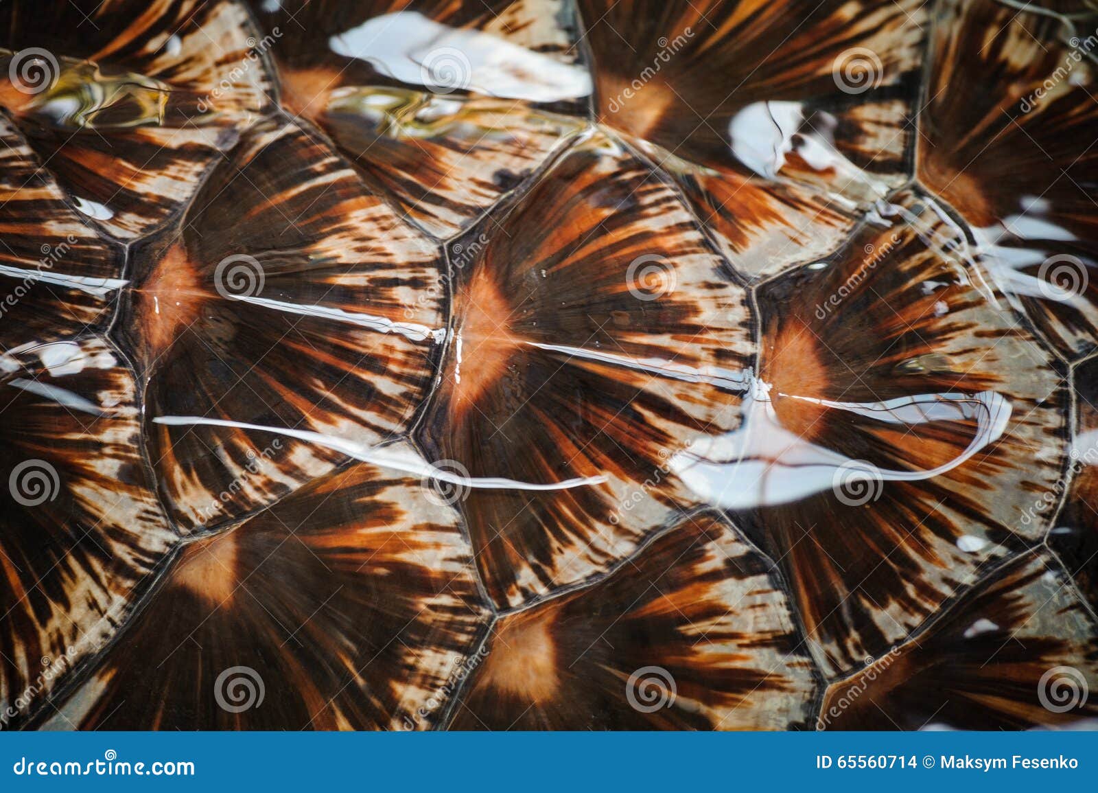 423 Turtle Carapace Background Shell Texture Stock Photos - Free ...