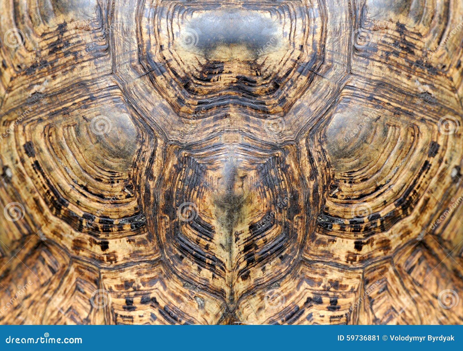 Turtle carapace stock image. Image of black, hard, beautiful - 59736881