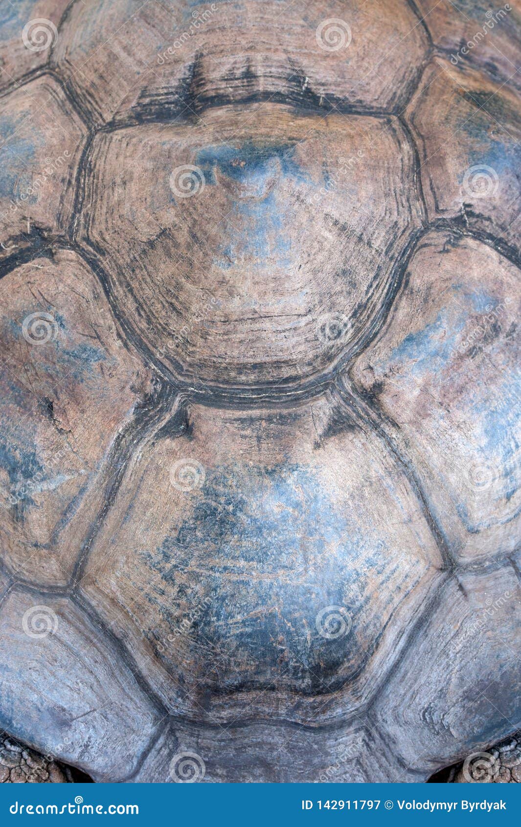 Turtle carapace texture stock image. Image of back, protection - 142911797