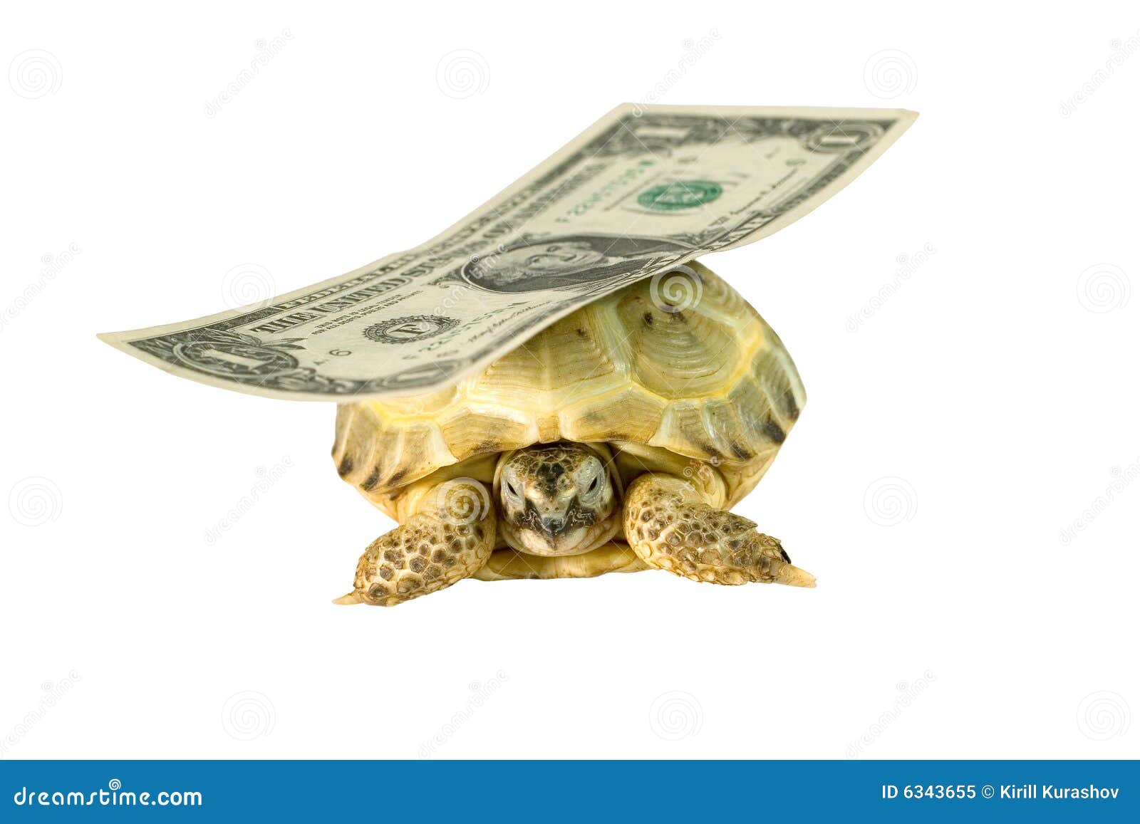 Dollar General Money Turtle