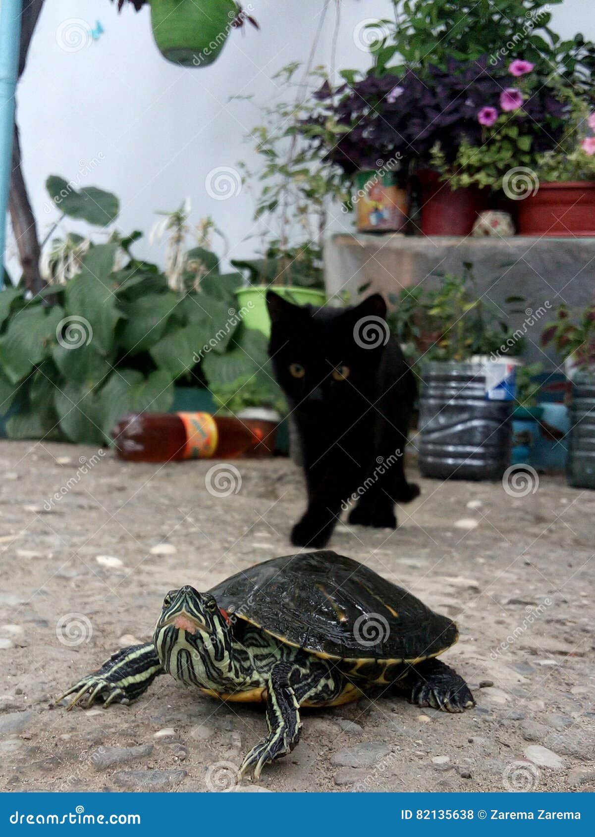 Turtle and cat stock photo. Image of turtle, zoology - 82135638
