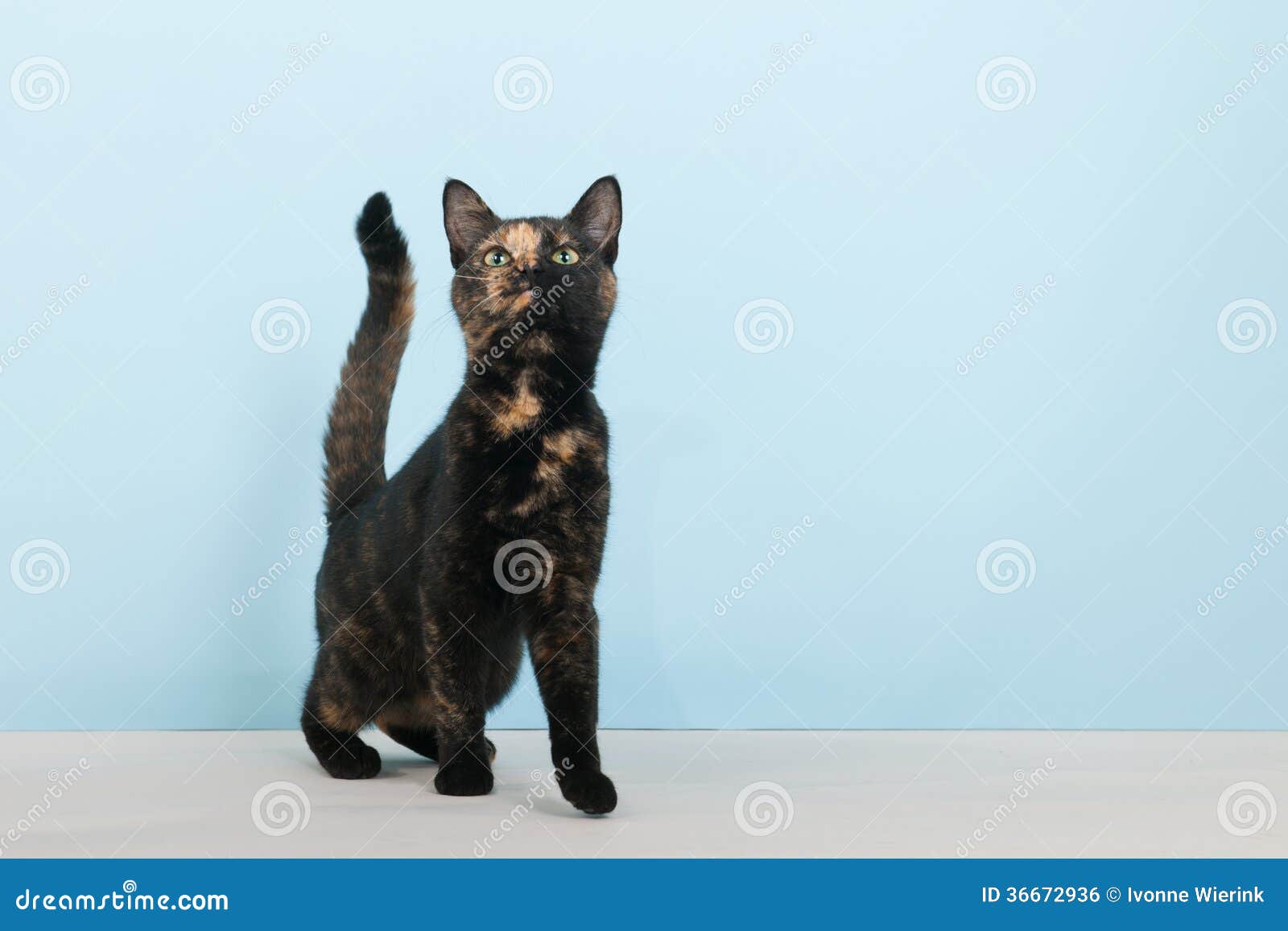 Turtle Cat on Blue Background Stock Photo - Image of full, mammal: 36672936
