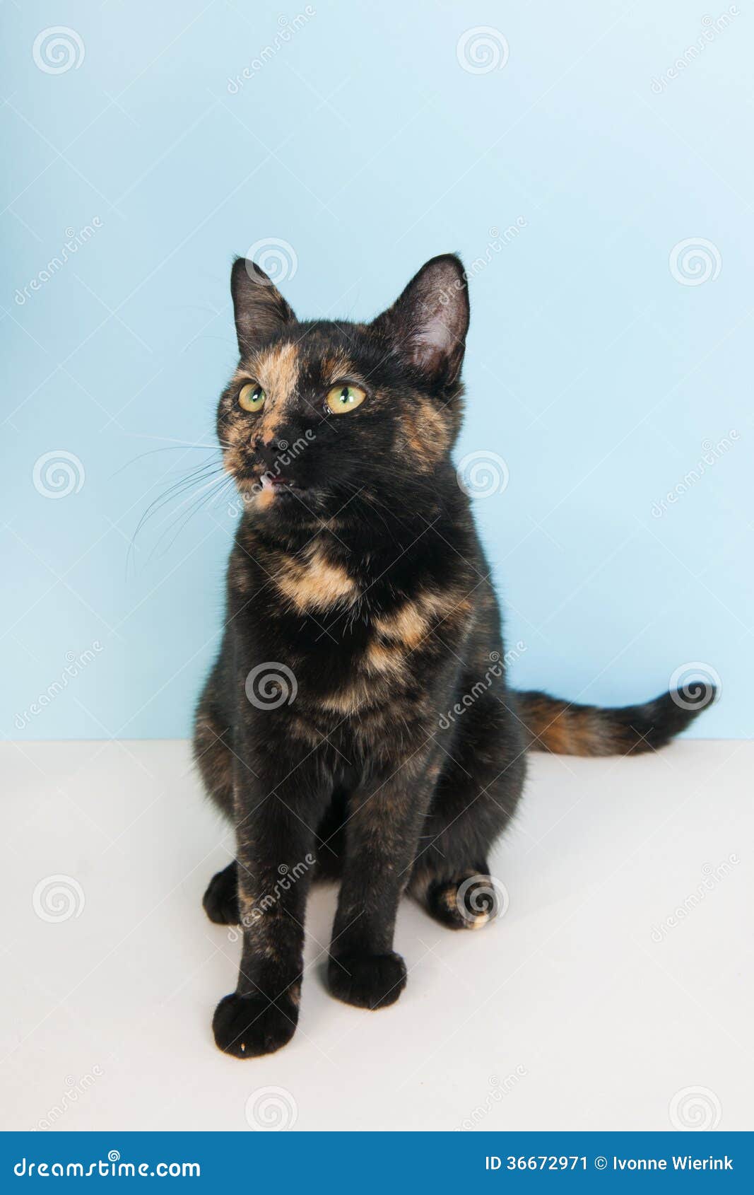 Turtle Cat on Blue Background Stock Image - Image of green, animal ...