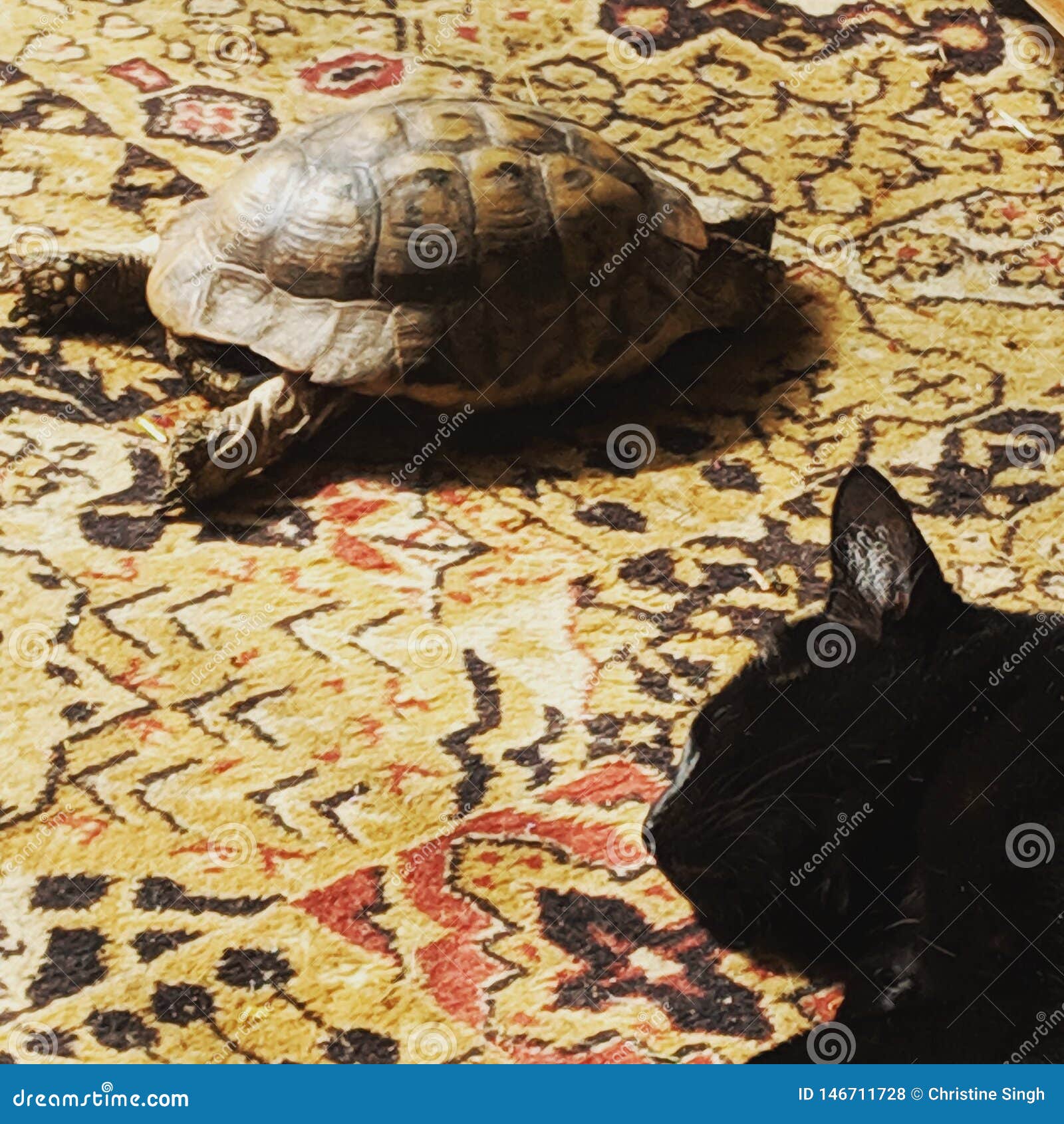 Turtle Cat Stock Images - Download 549 Royalty Free Photos