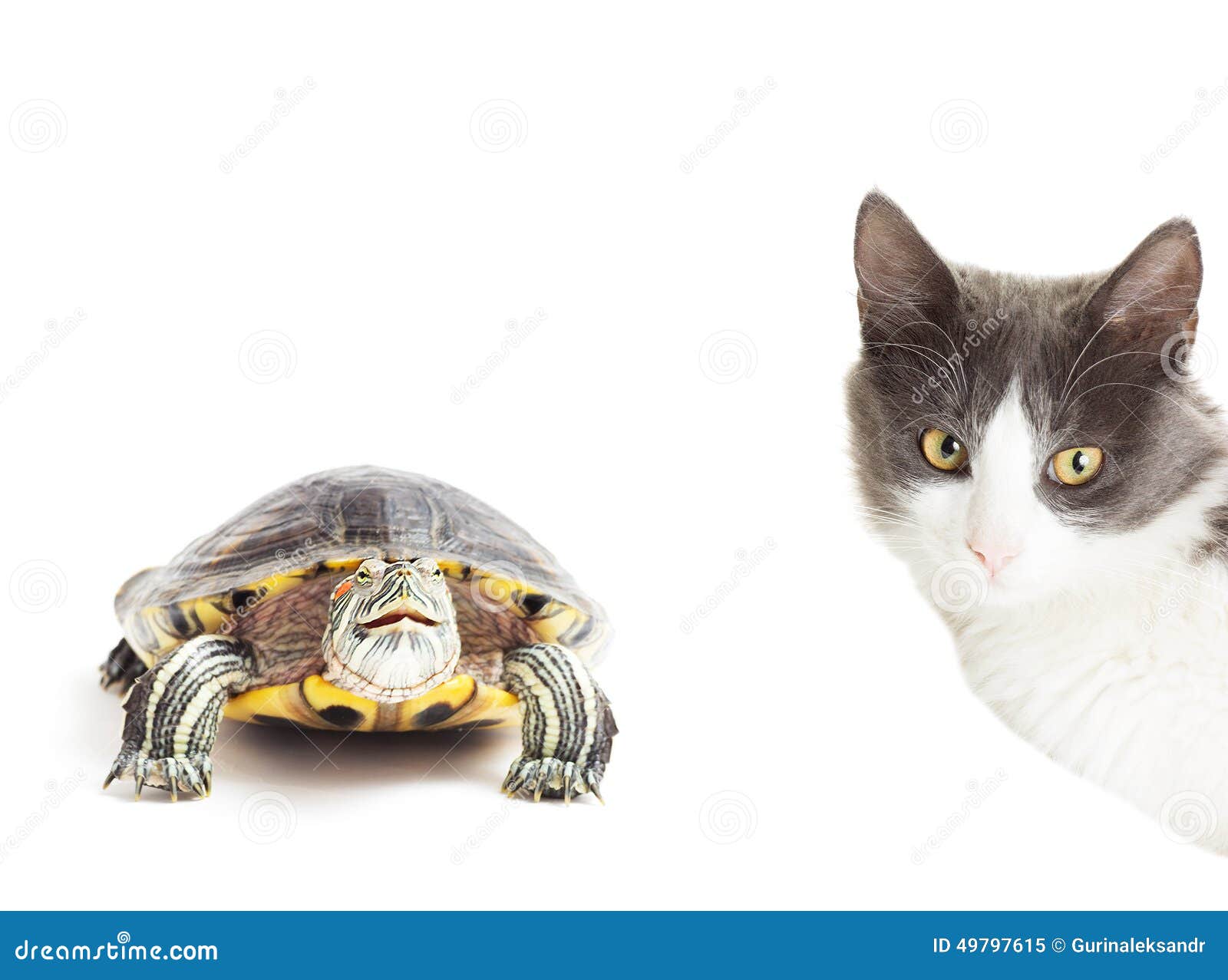 Turtle and a cat stock image. Image of feline, wildlife - 49797615