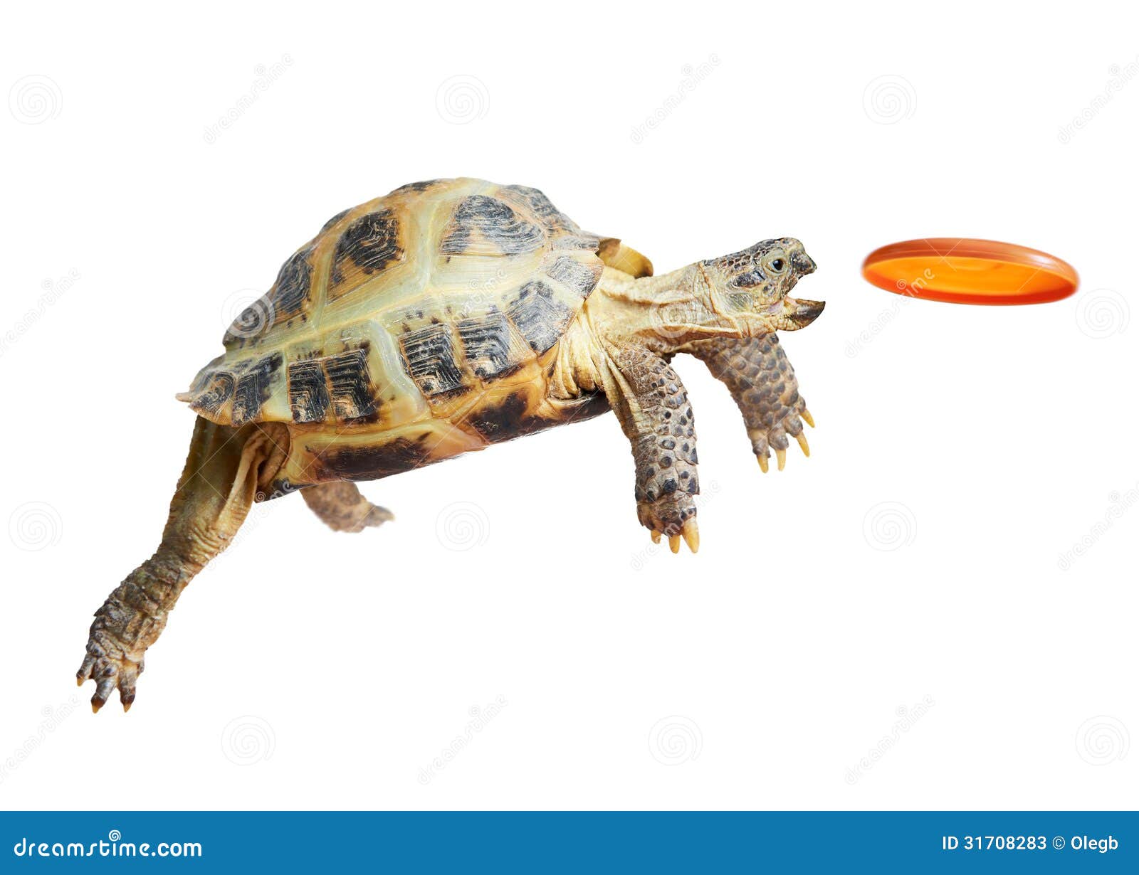 Turtle catches the frisbee stock image. Image of catch - 31708283