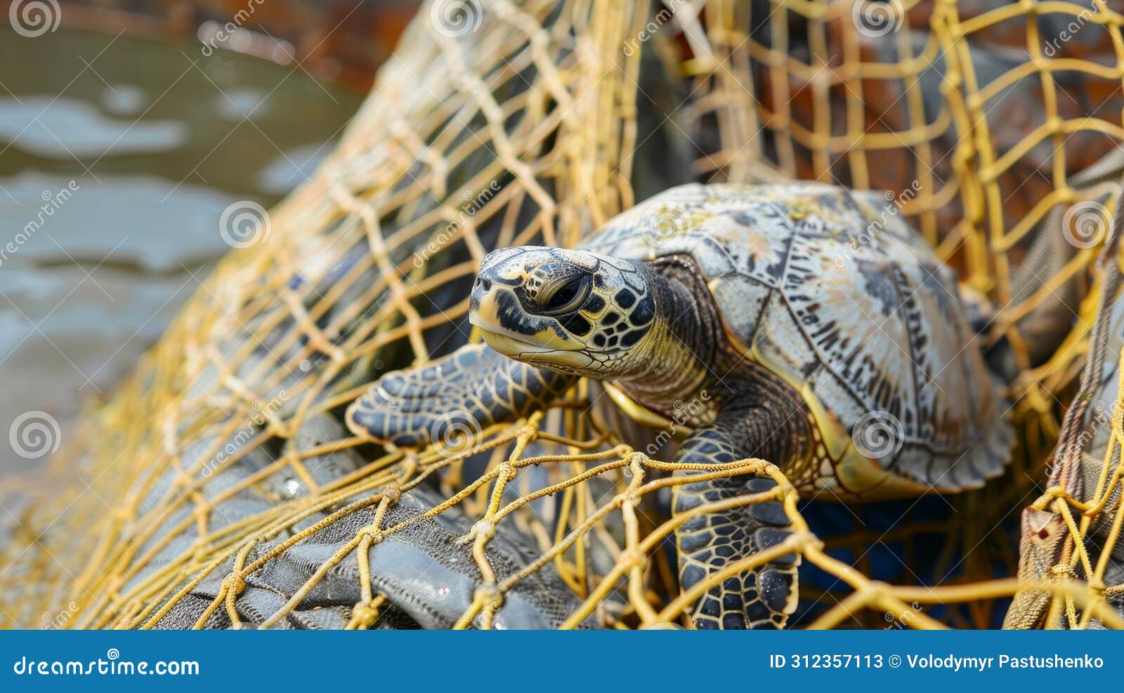 Turtle Caught in Fishing Net Stock Image - Image of turtle, generated ...