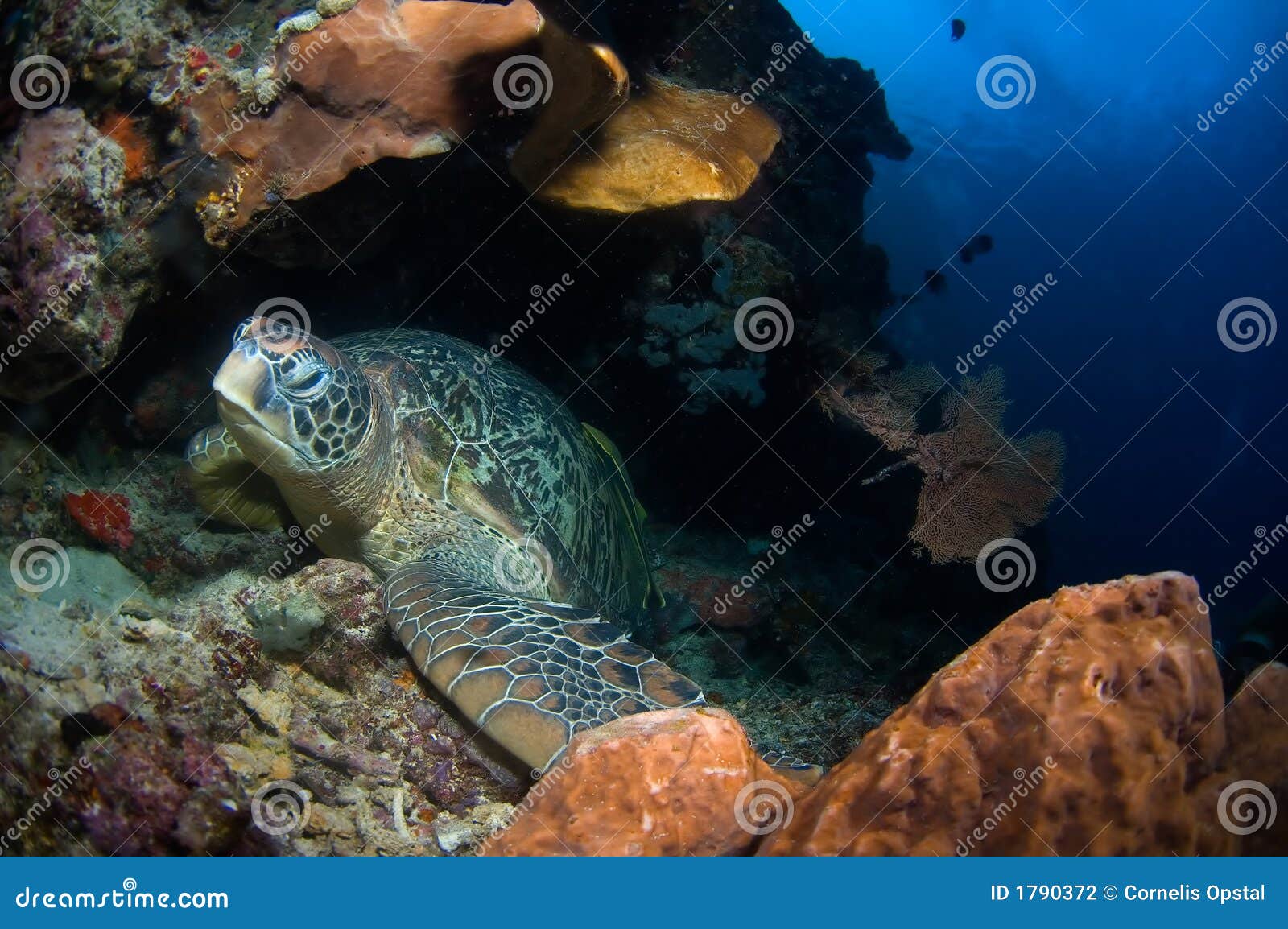 Turtle in Cave on Reef. Indonesia Sulawesi Stock Photo - Image of water ...