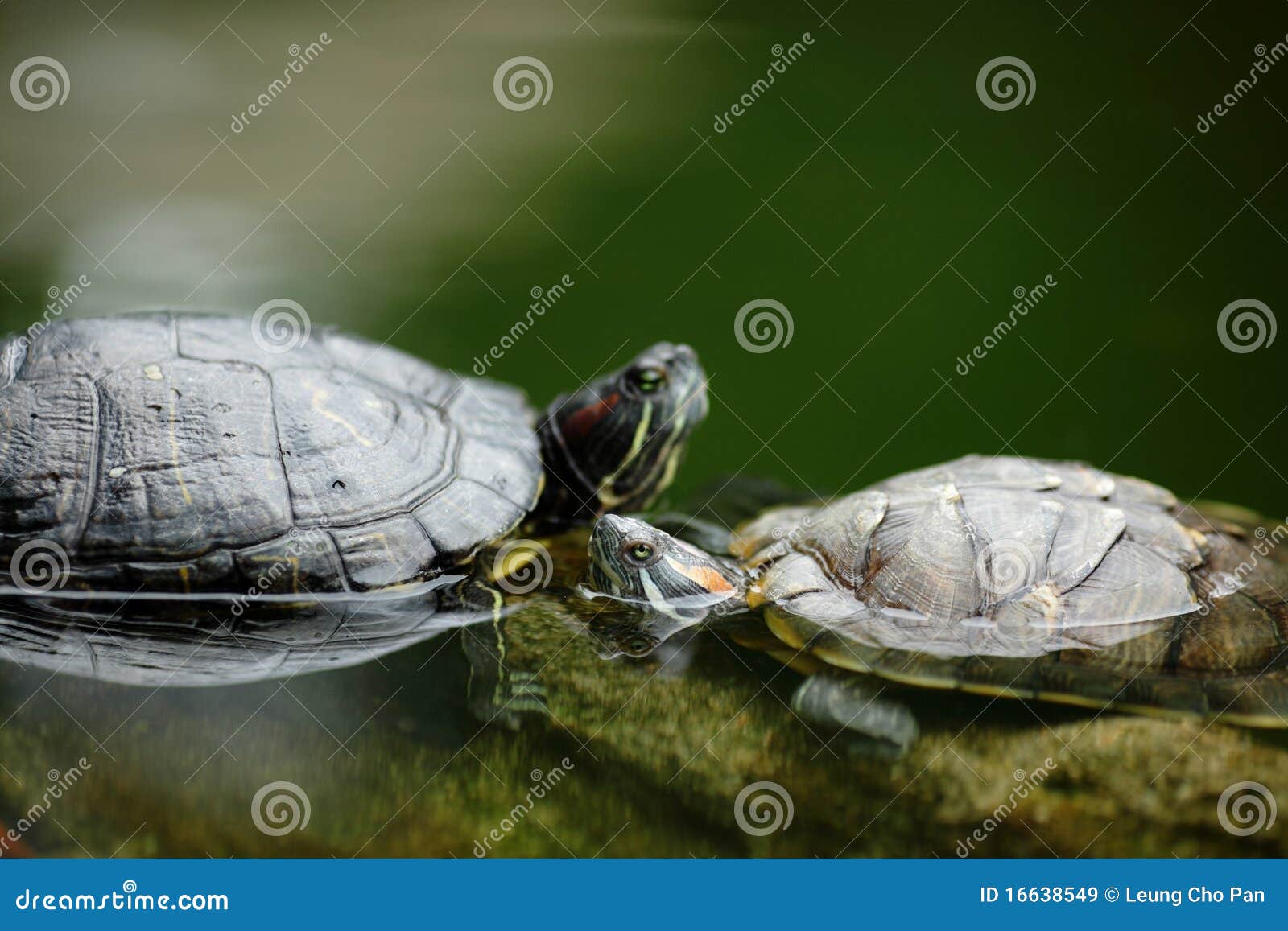 Turtle chatting stock image. Image of cute, species, concept - 16638549