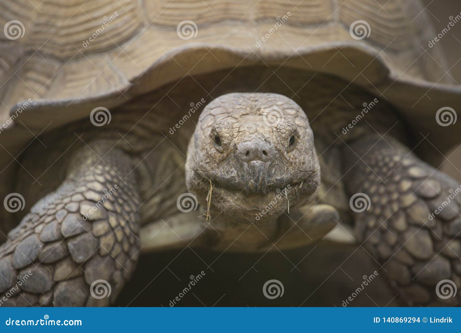 The Turtle is Chewing Branches Stock Photo - Image of islands, wildlife ...