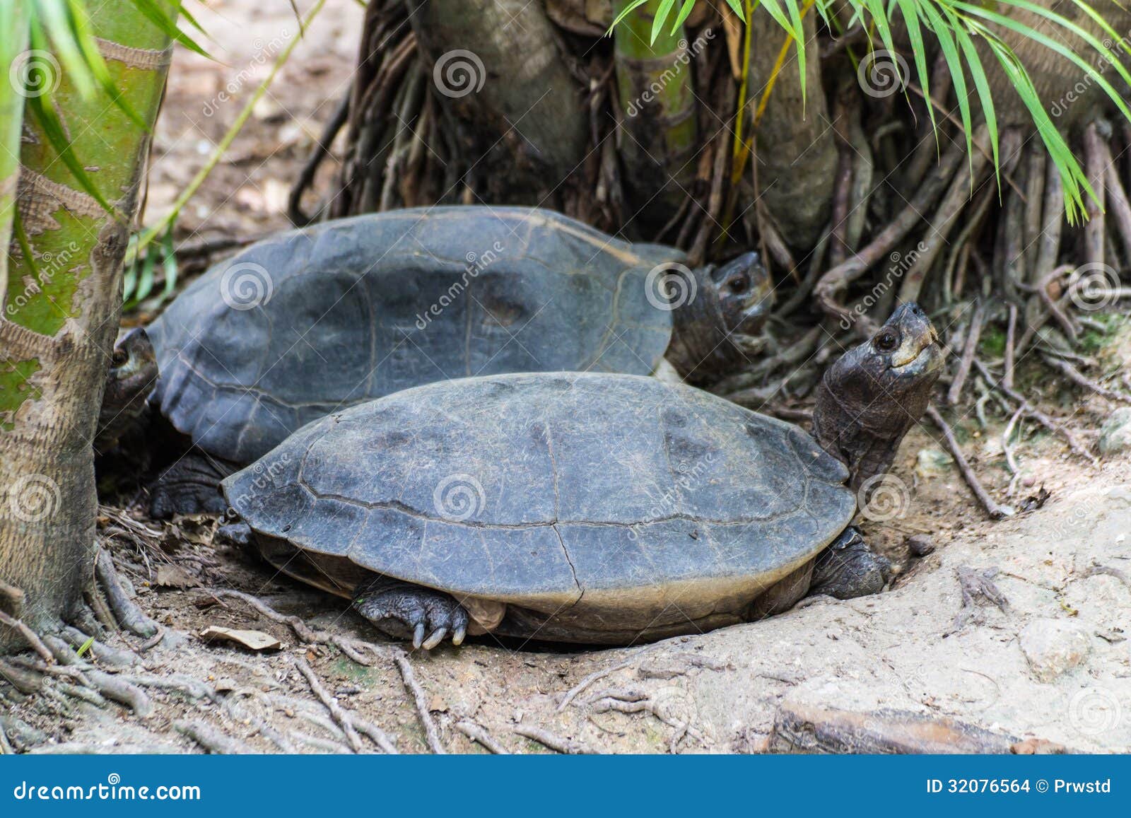 Turtle in Chiangmai Zoo , Thailand Stock Photo - Image of land ...