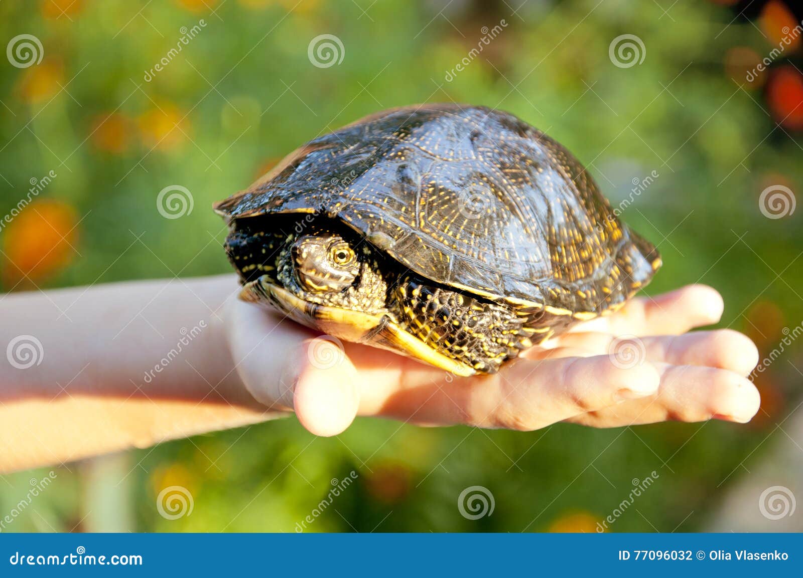 Turtle on the child s hand stock photo. Image of liquid - 77096032