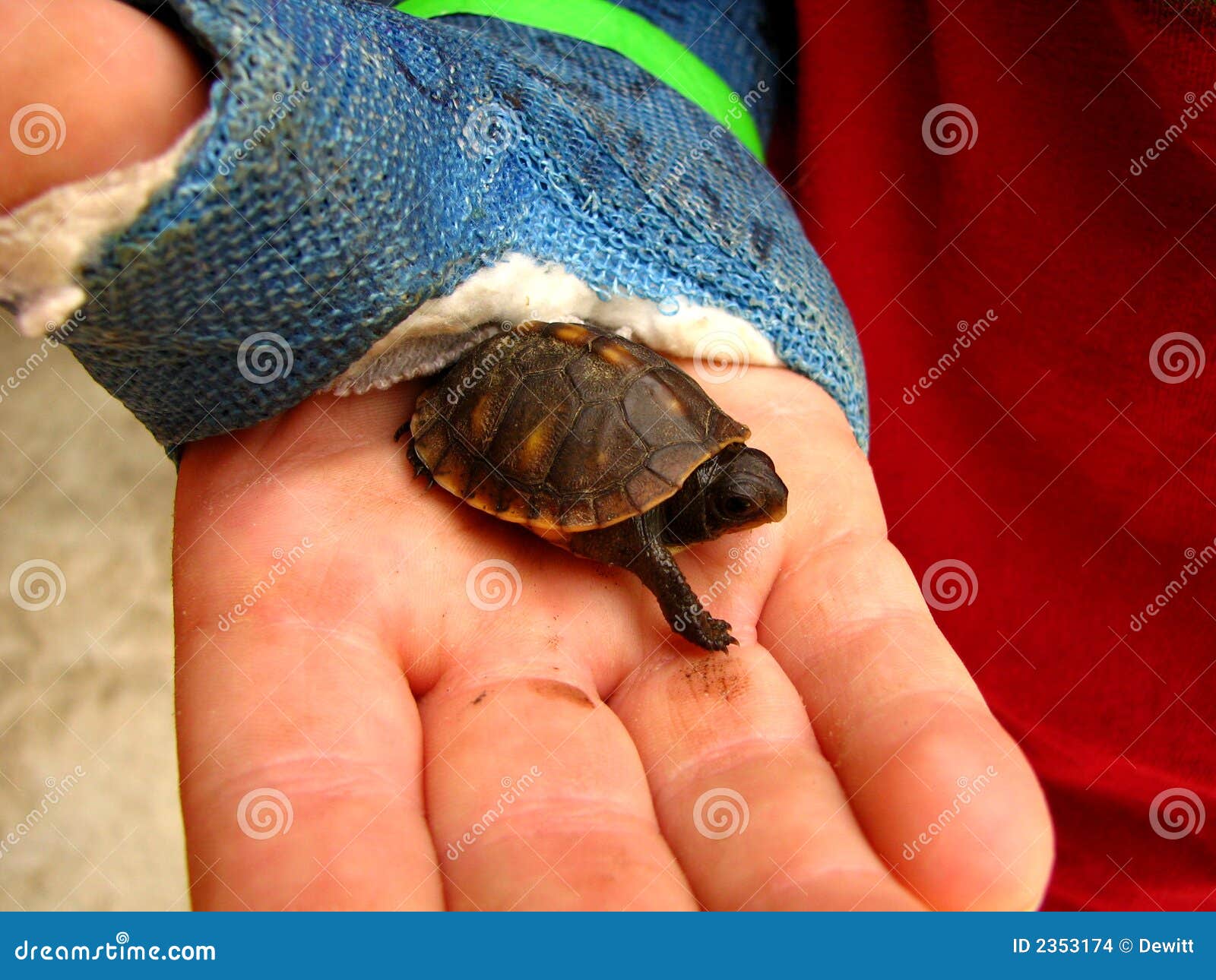 Turtle in a childs hand stock photo. Image of slow, blue - 2353174