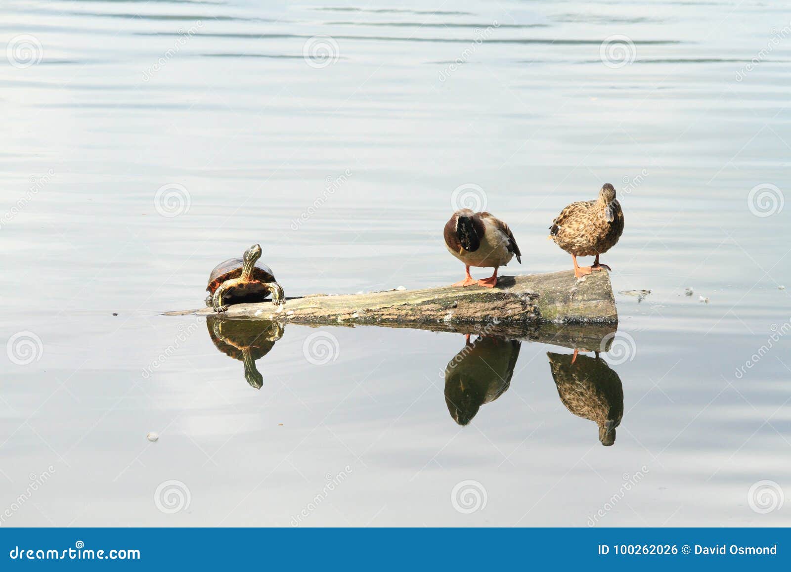 Turtle Chilling On The Riverbank Stock Photo | CartoonDealer.com #127290294