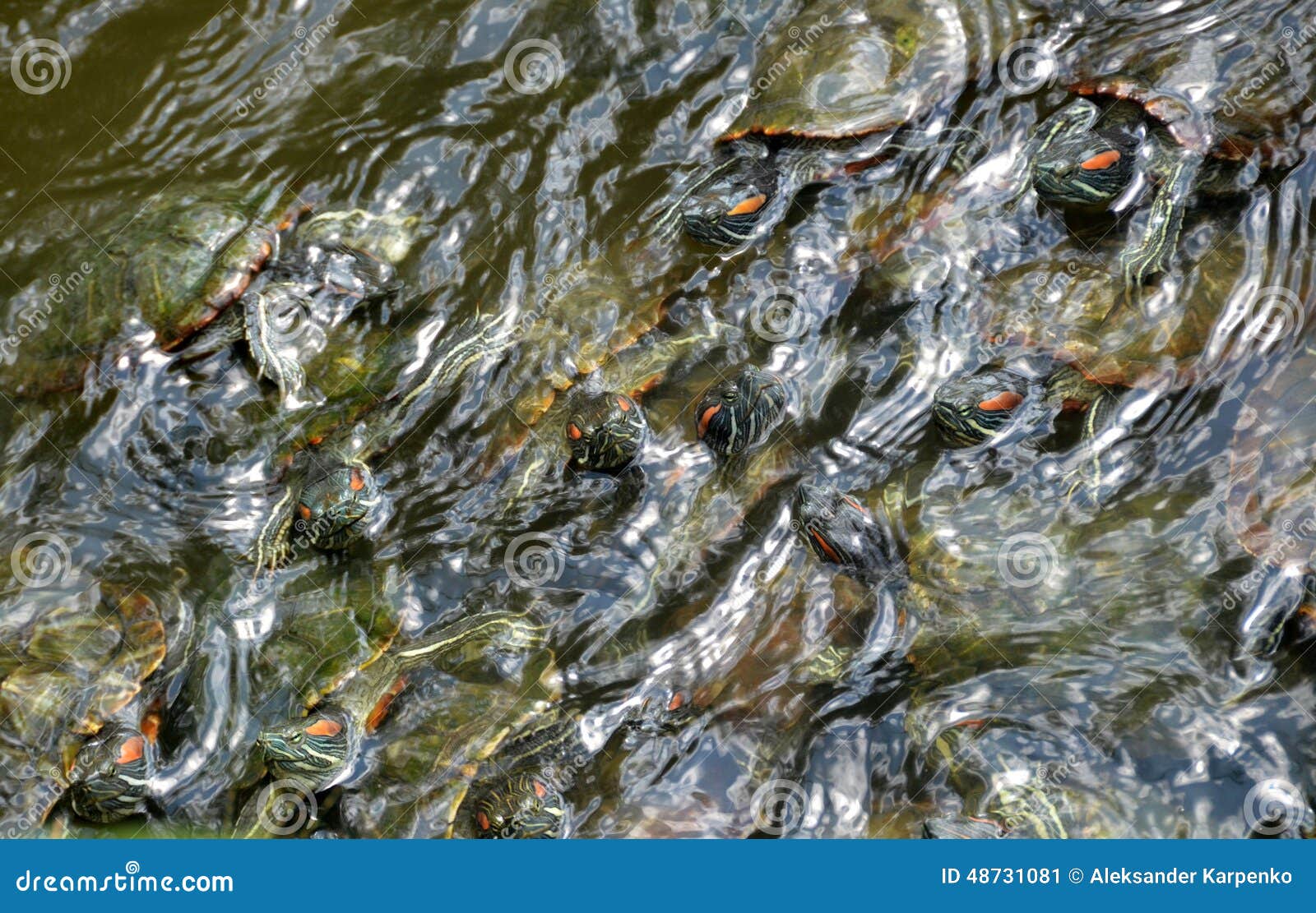 Turtle Chrysemys Scripta Elegans, Hainan Island, China Stock Image ...