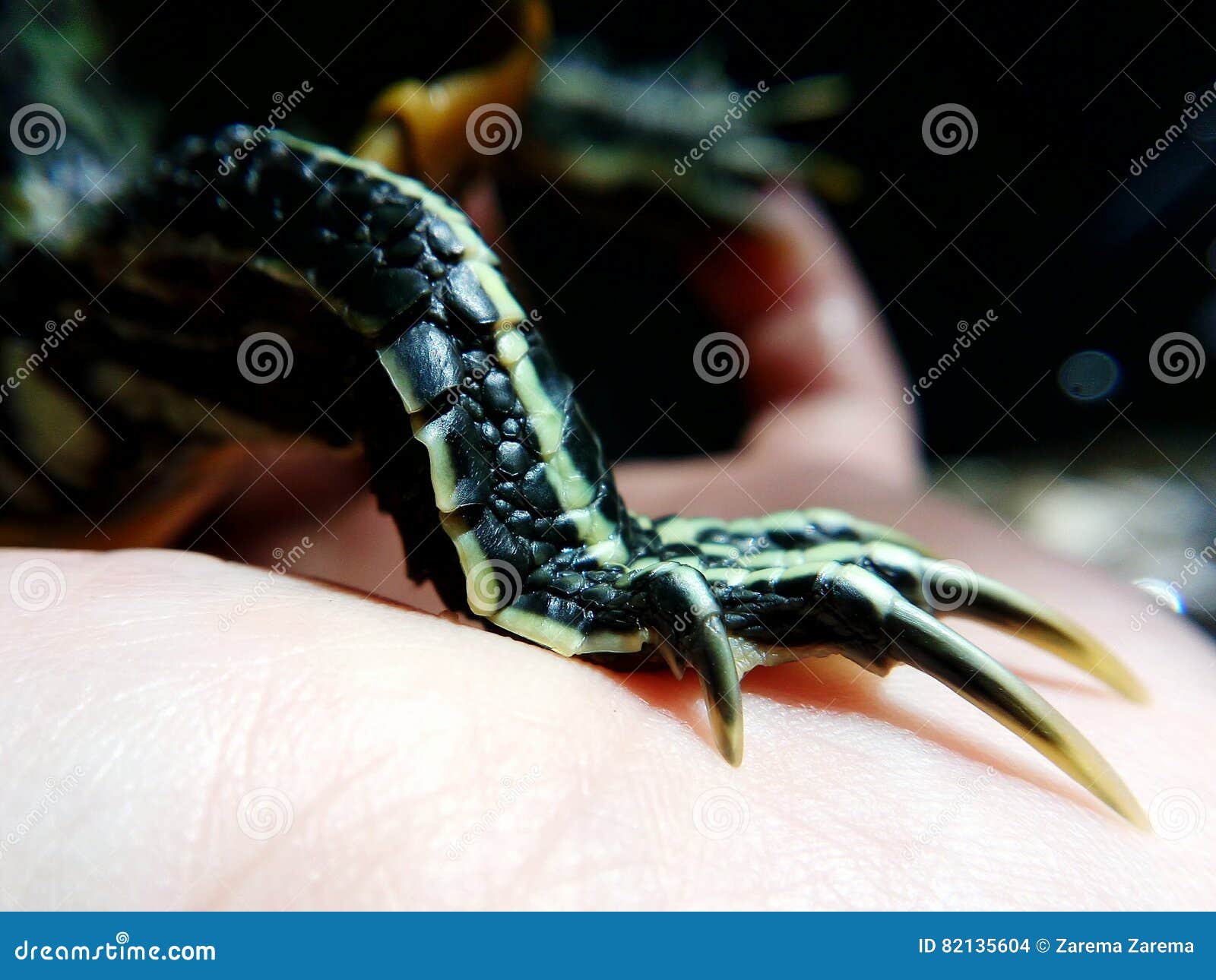 Turtle stock photo. Image of turtle, zoology, animal - 82135604