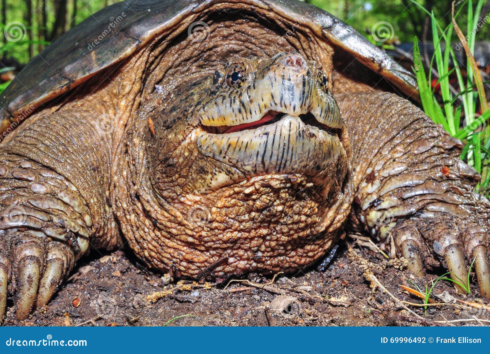 Turtle claws stock photo. Image of open, forest, turtle - 69996492