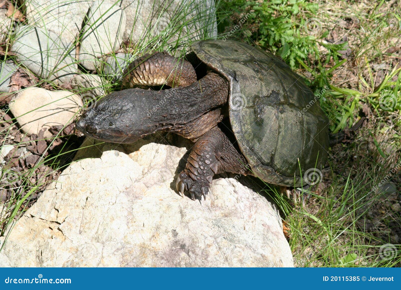 Turtle Climb stock image. Image of gravel, grass, resting - 20115385