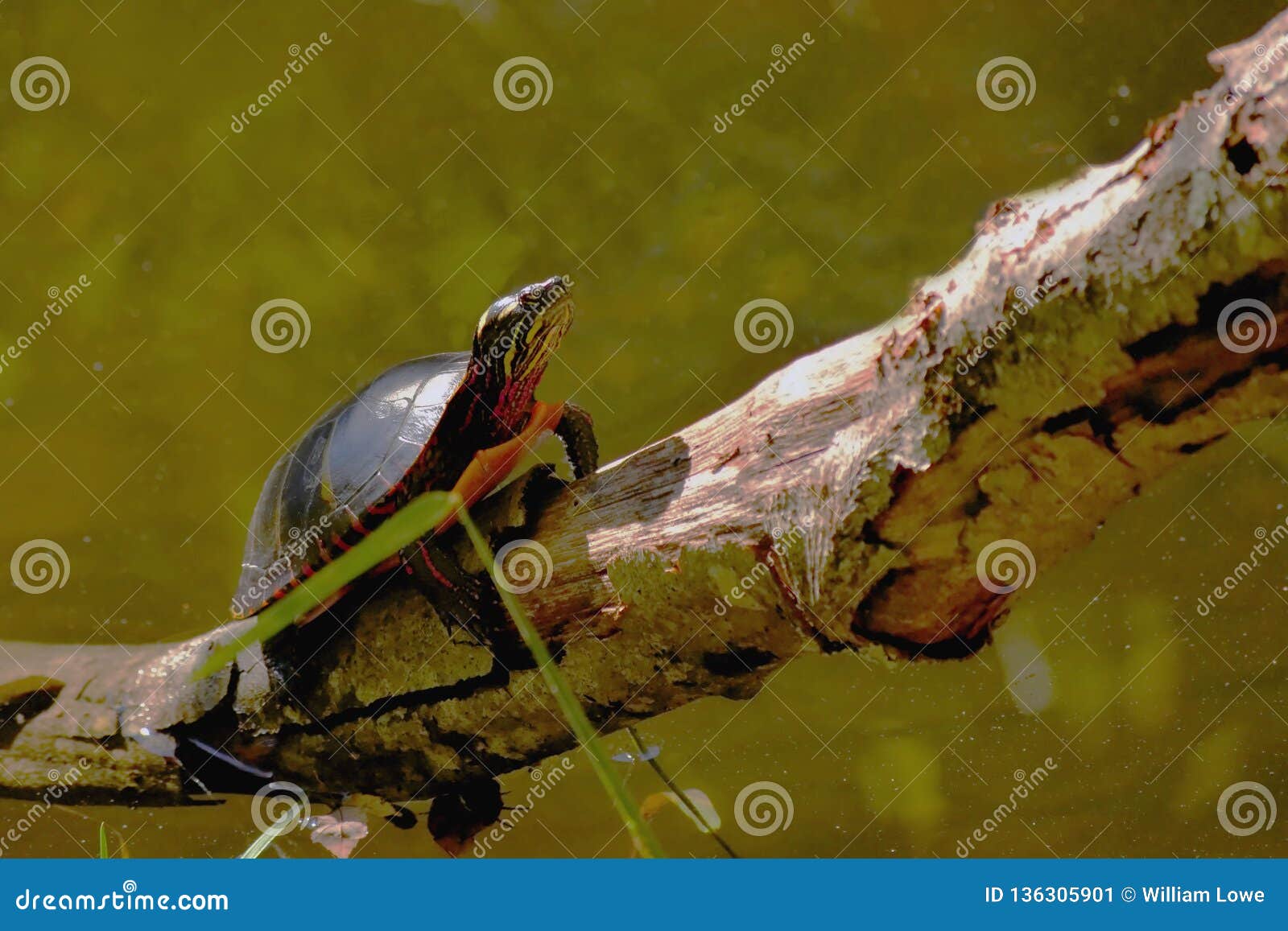 Turtle Climbing a Tree Branch Over a Pond on a Sunny Day Stock Image ...