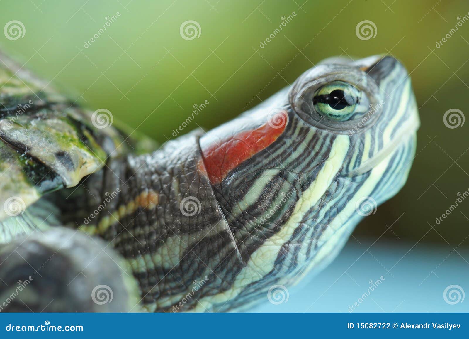 Turtle close-up stock photo. Image of head, vertebrate - 15082722