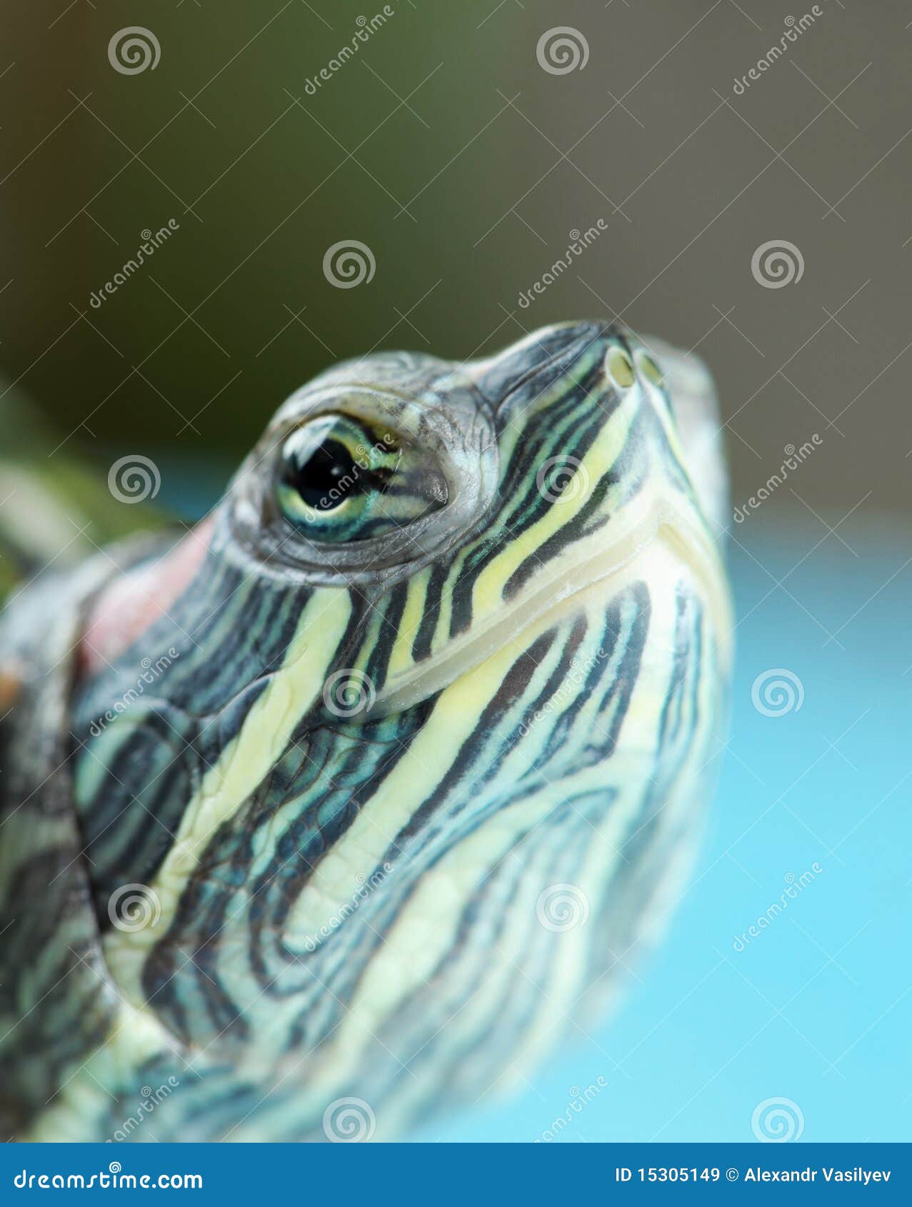 Turtle close-up stock image. Image of aquatic, animal - 15305149