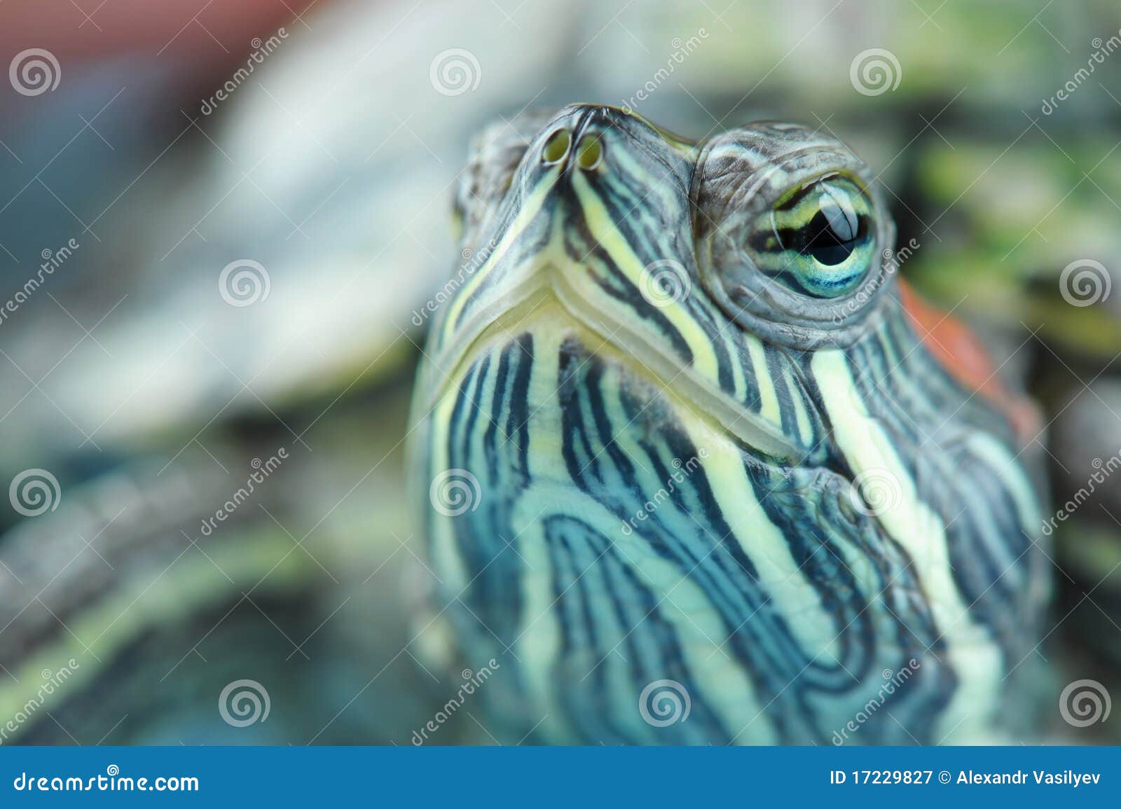 Turtle close-up stock image. Image of laziness, herbivorous - 17229827