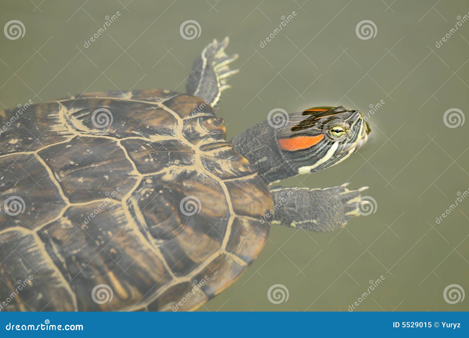 Turtle close up stock image. Image of light, nature, lake - 5529015