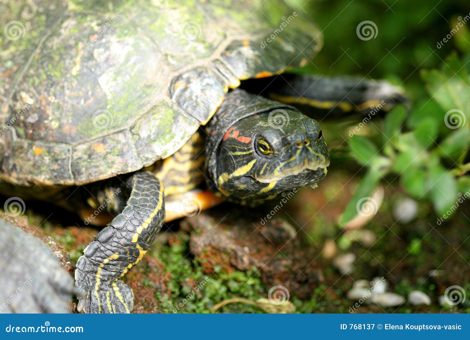 Turtle close-up stock image. Image of nature, reptile, watr - 768137