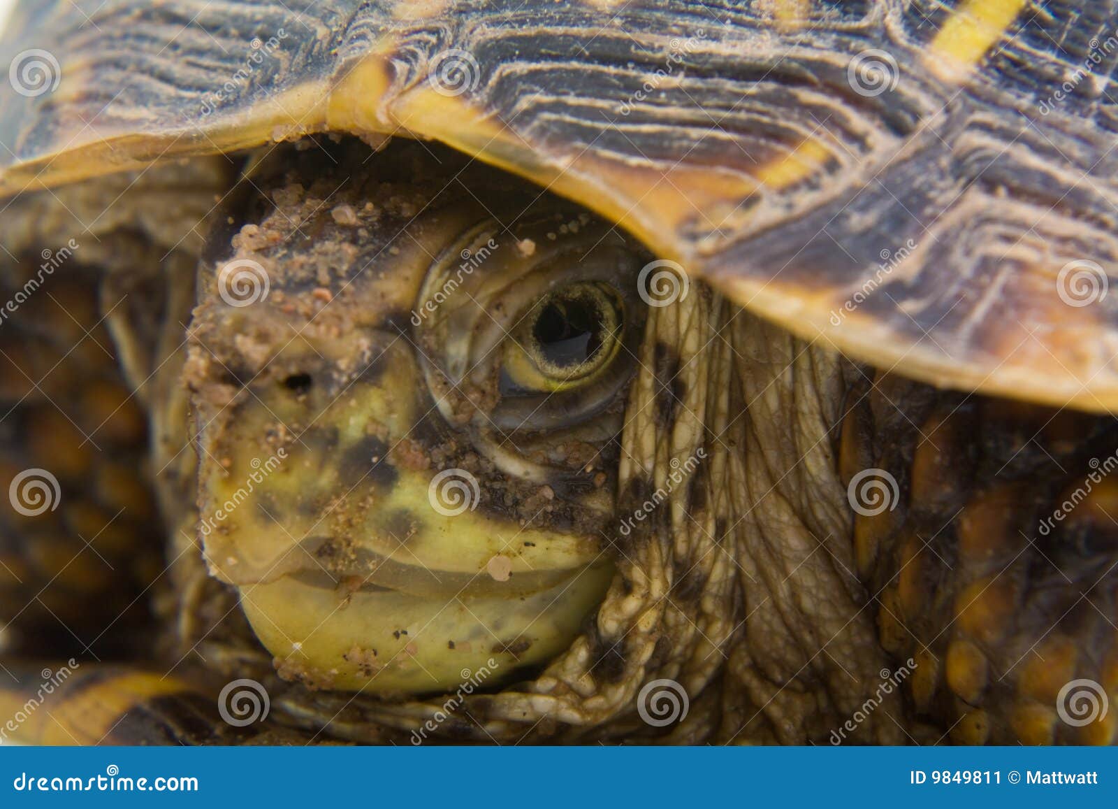 Turtle Close Up stock image. Image of nose, ornata, macro - 9849811