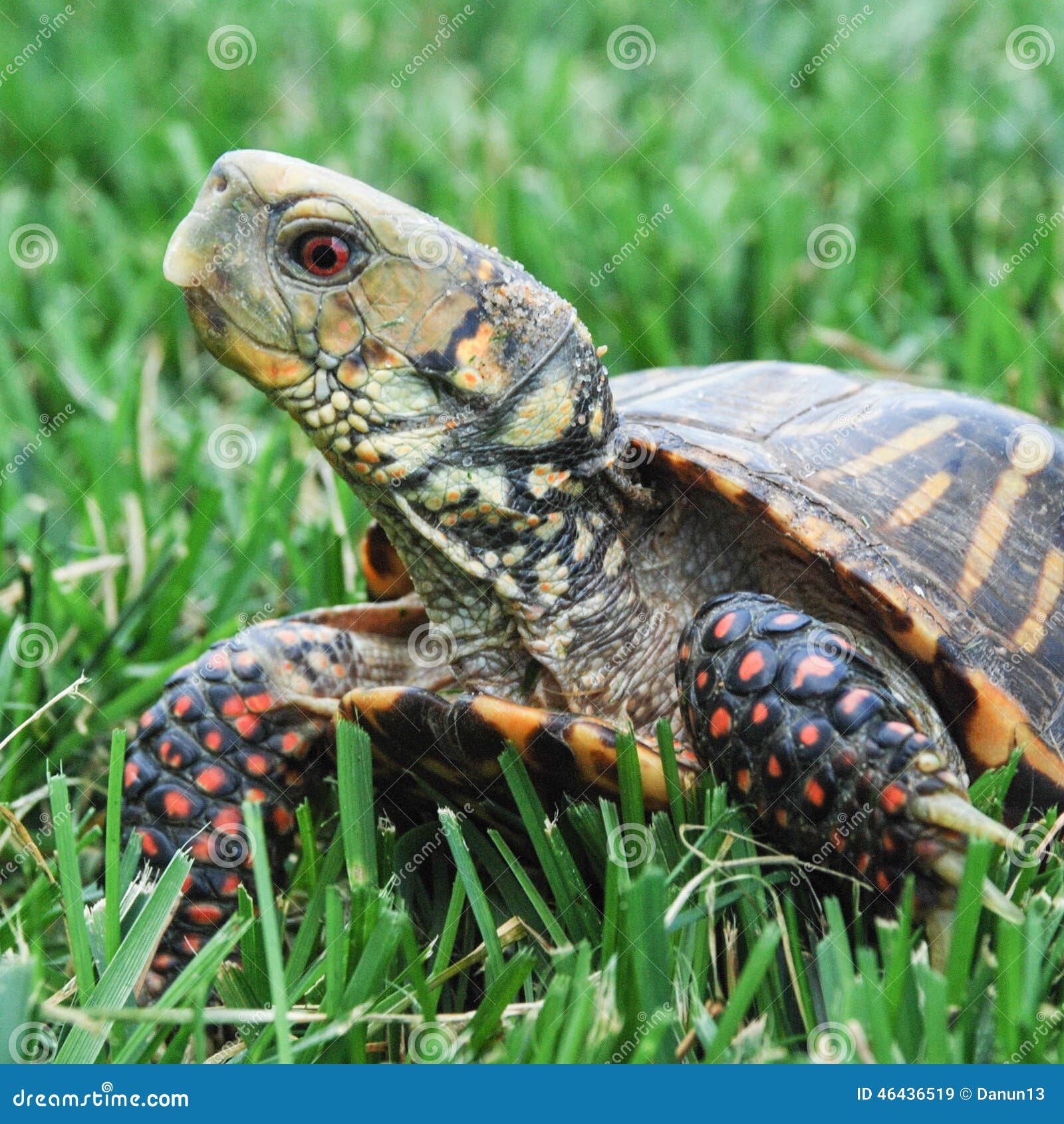 Box Turtle on grass stock image. Image of house, pets - 46436519