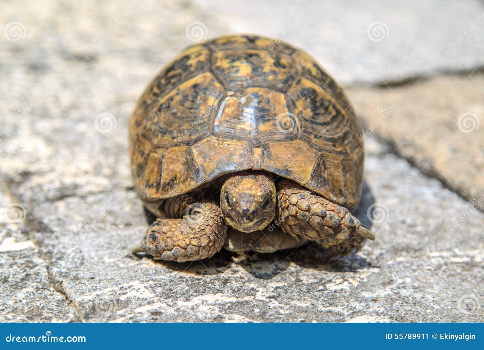 Turtle stock image. Image of brown, reptile, view, tortoise - 55789911