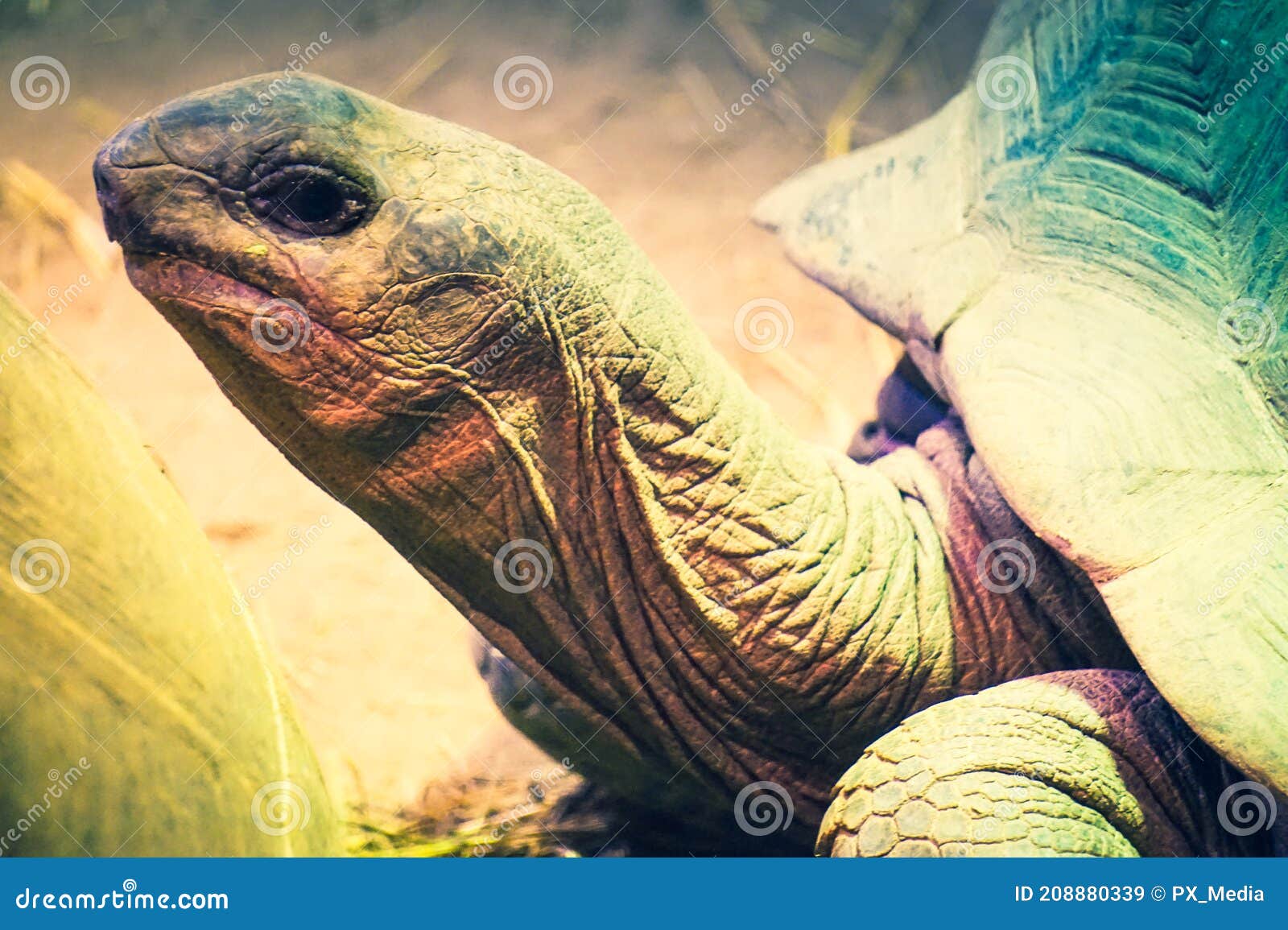 Turtle head - side view stock image. Image of portrait - 208880339