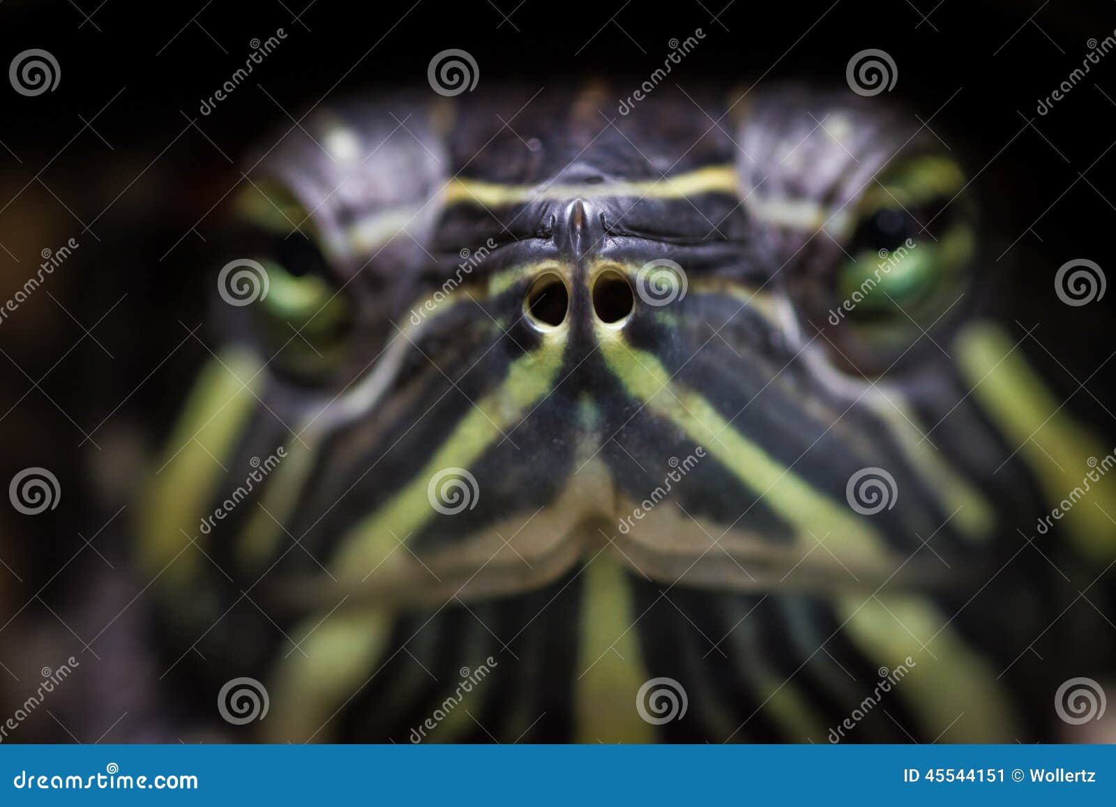 Turtle close up stock image. Image of slow, portrait - 45544151
