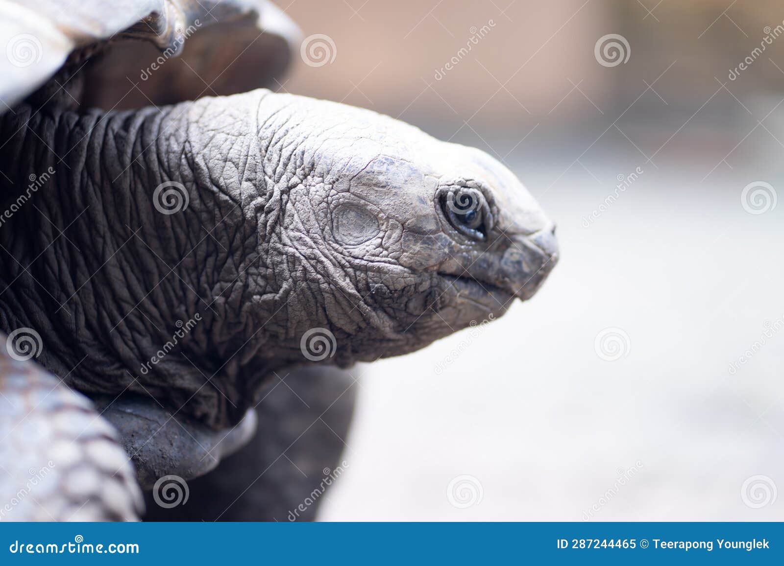 Turtle Close Up a Surface View of the Turtle S Neck and Head Protruding ...