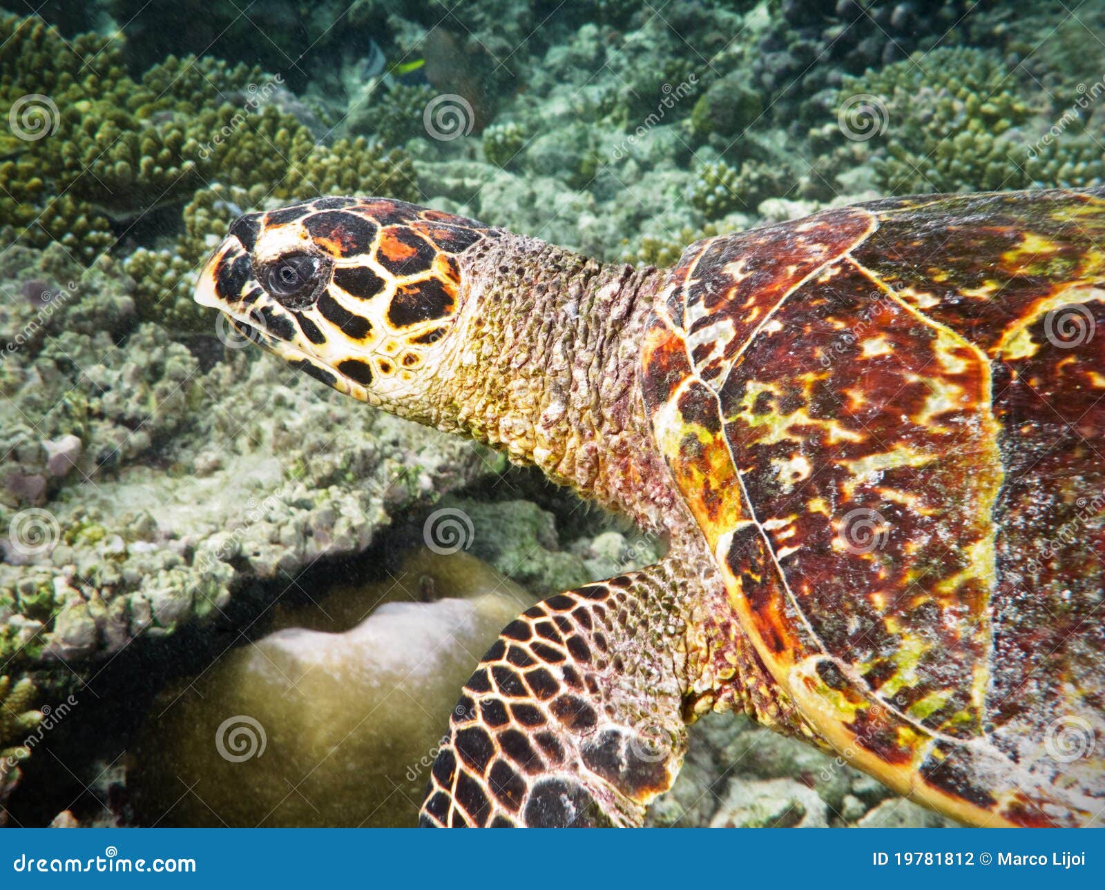Turtle close up view stock photo. Image of pesce, reef - 19781812