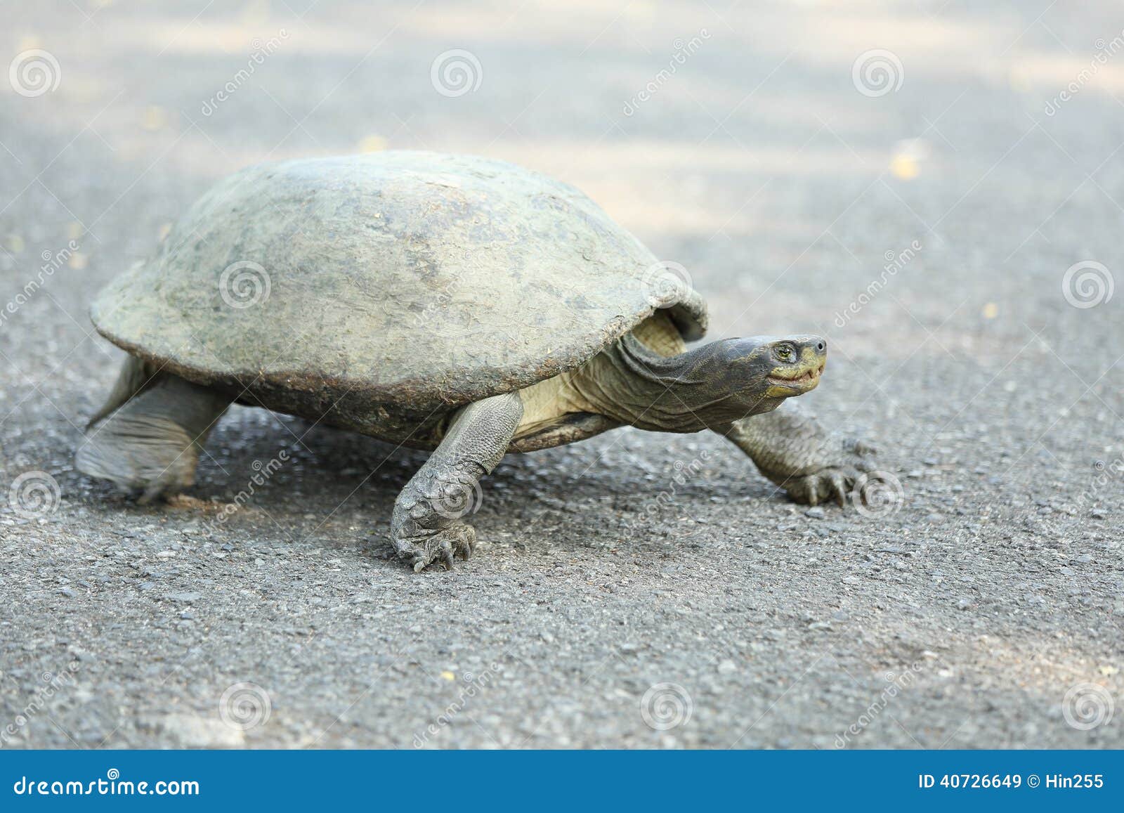 Turtle stock image. Image of view, patience, shadow, desert - 40726649
