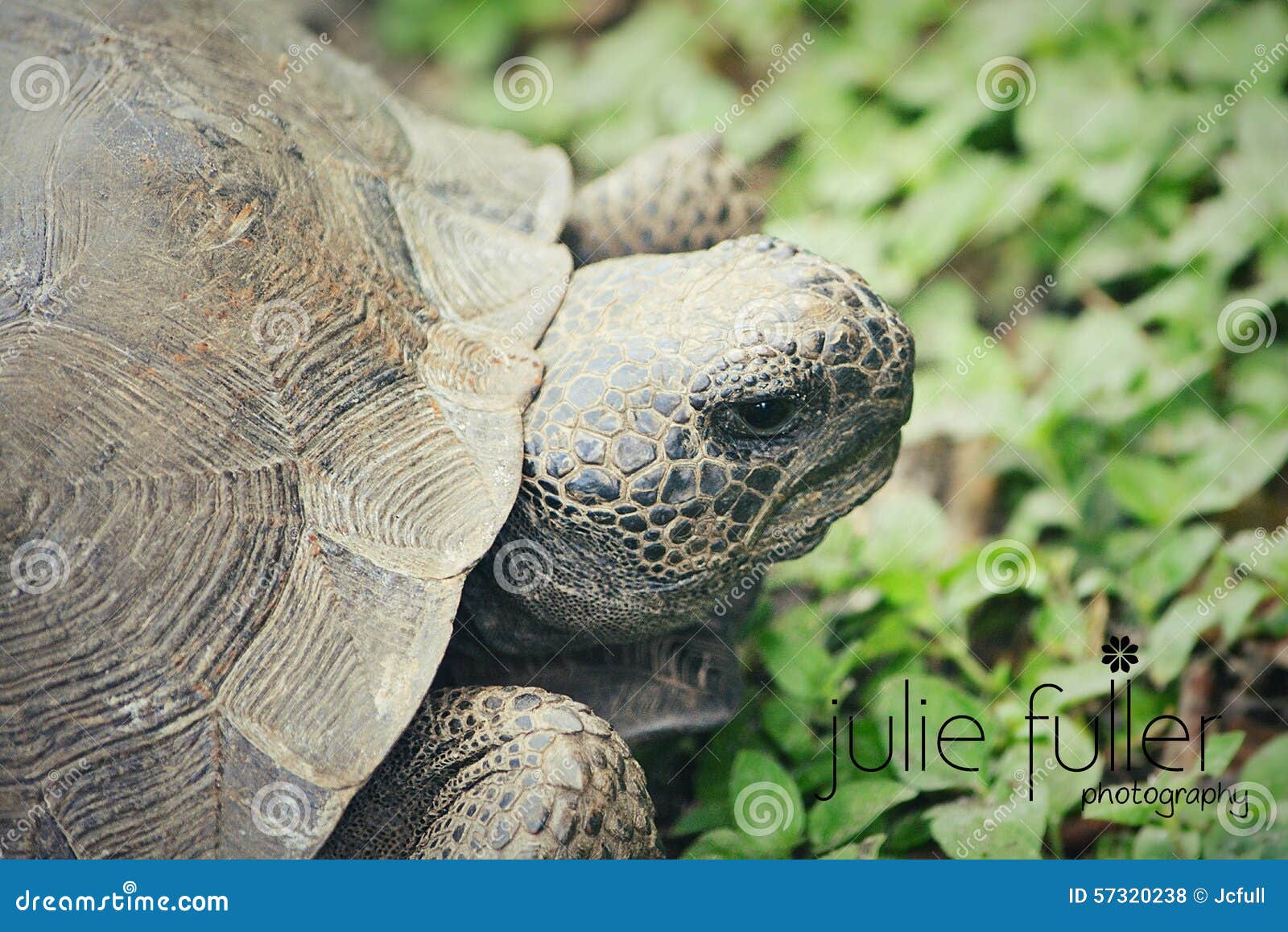 Turtle closeup in grass stock photo. Image of green, scales - 57320238
