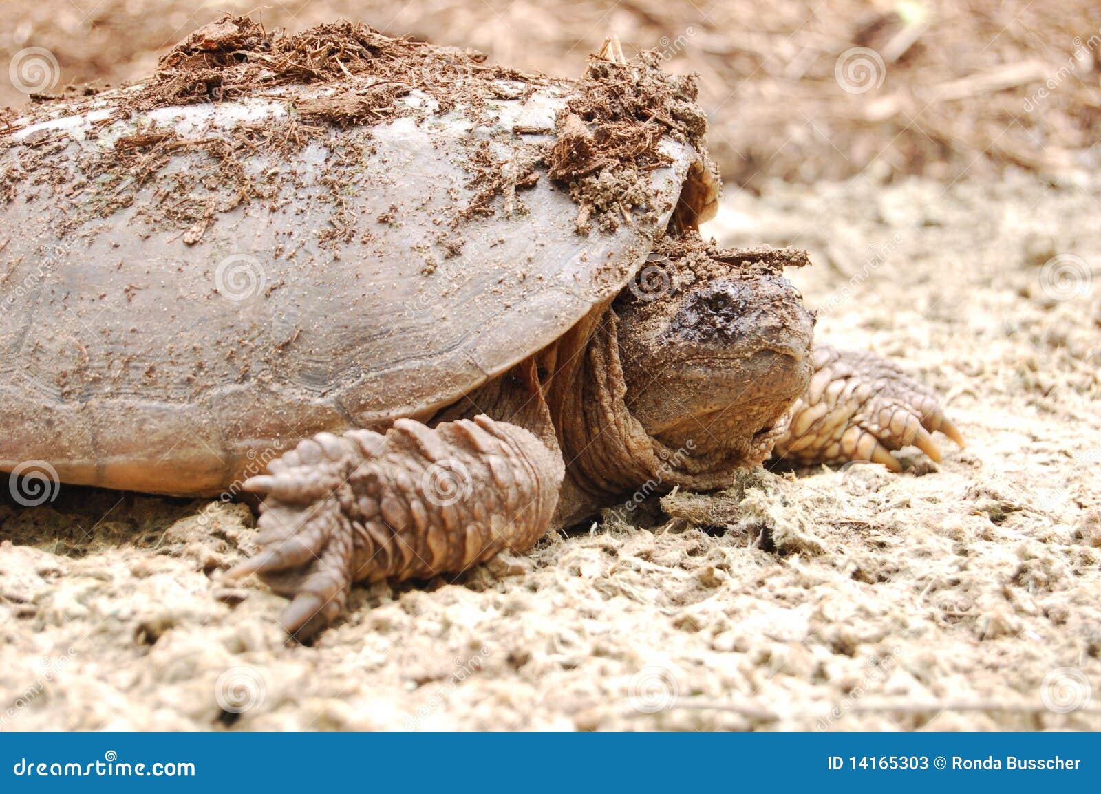 Turtle coming out of shell stock image. Image of feet - 14165303