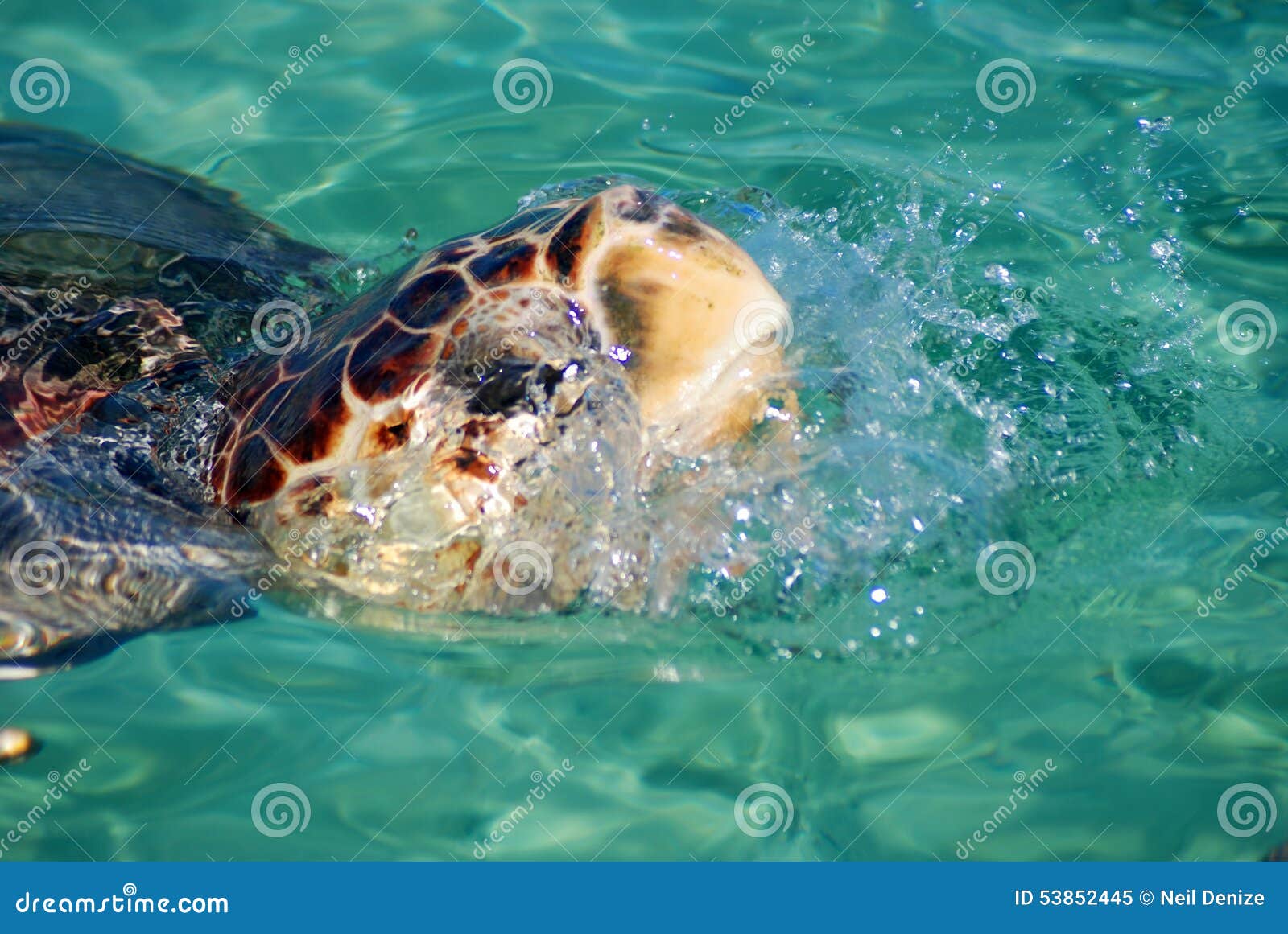 Turtle Coming Out of the Water Stock Image - Image of automobile ...