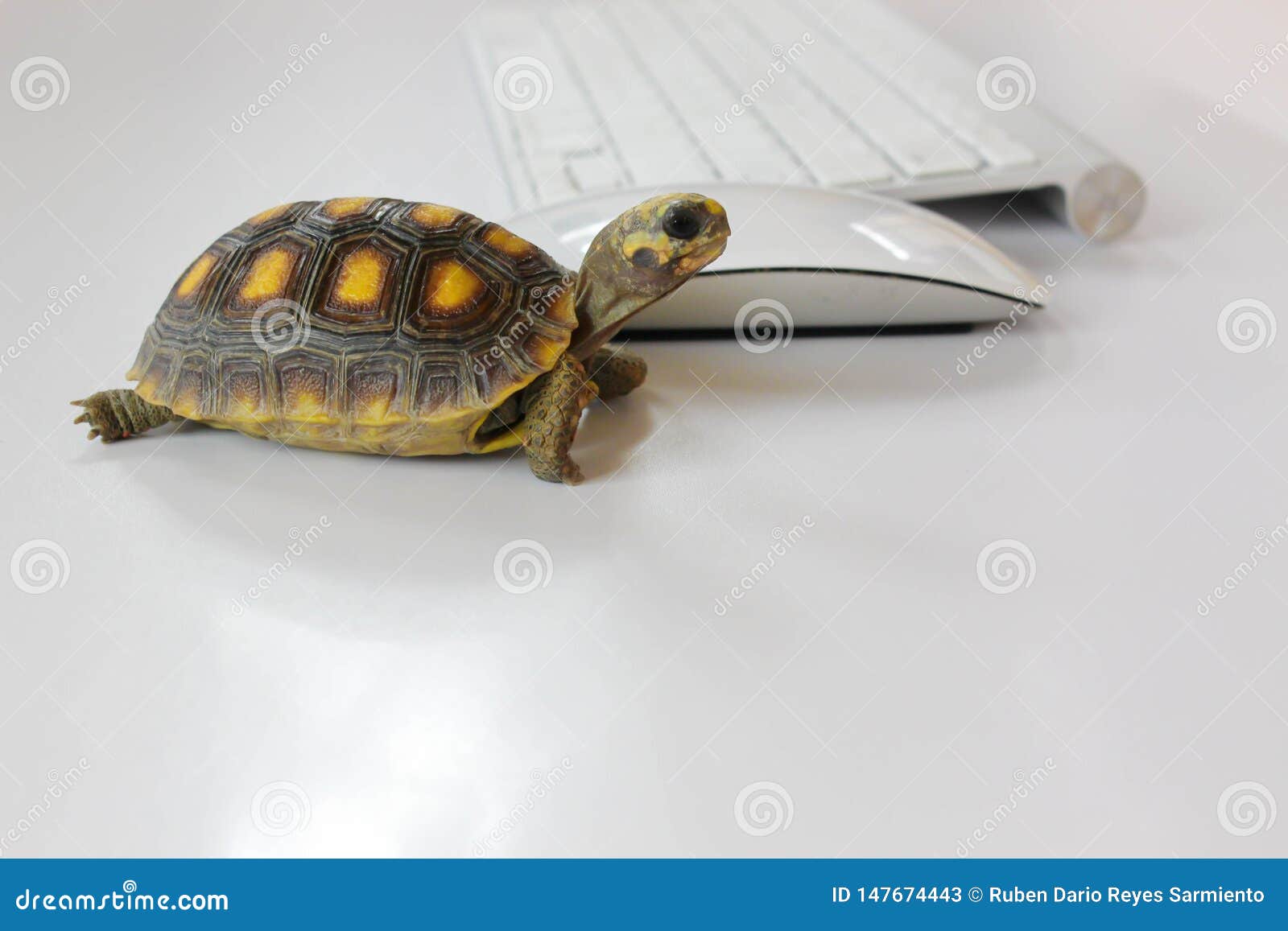 Turtle on Computer with Keyboard and Wireless Mouse. Stock Image ...