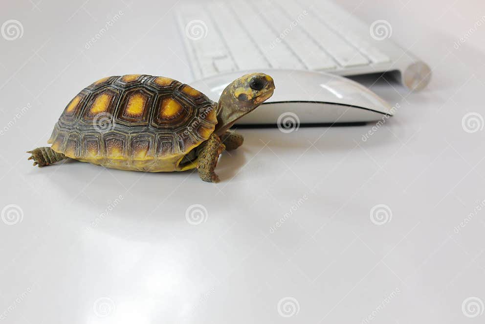 Turtle on Computer with Keyboard and Wireless Mouse. Stock Image ...