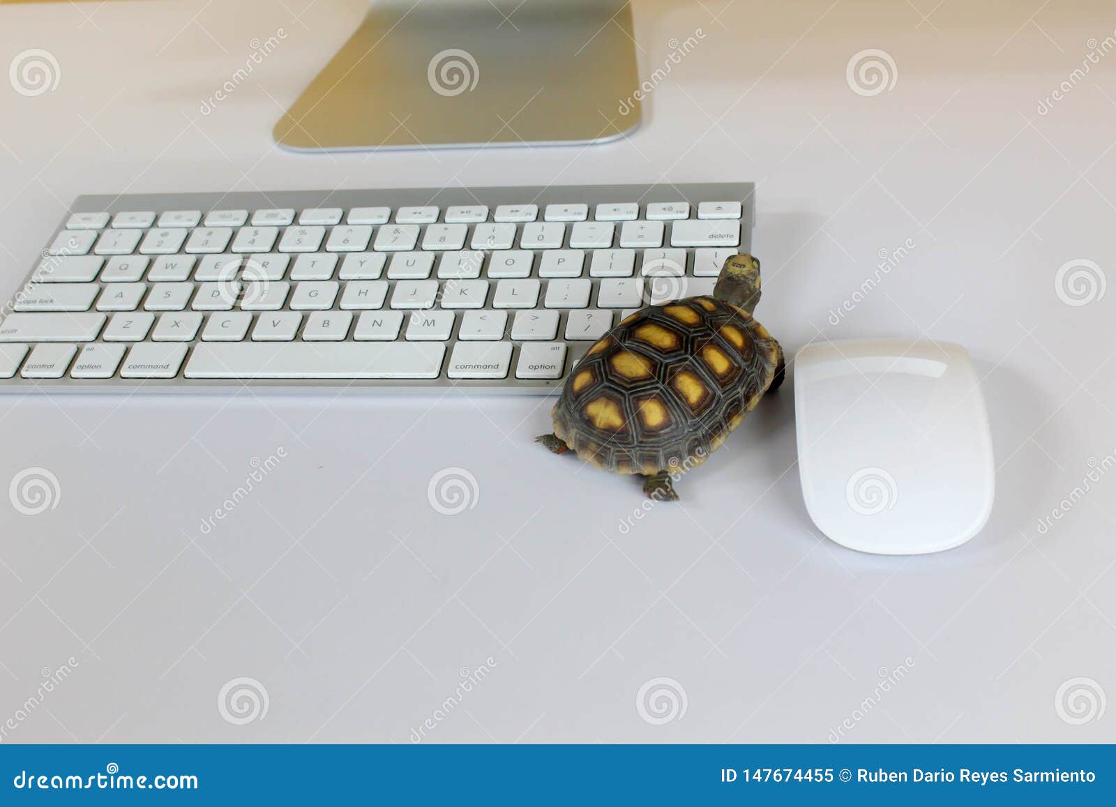 Turtle on Computer with Keyboard and Wireless Mouse. Stock Image ...