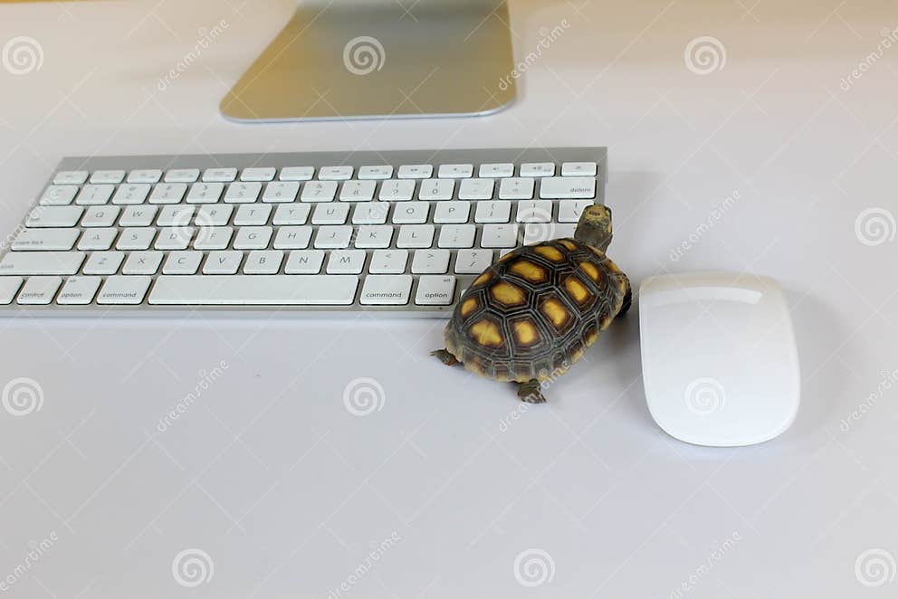Turtle on Computer with Keyboard and Wireless Mouse. Stock Image ...