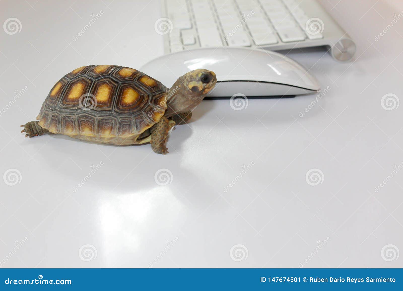 Turtle on Computer with Keyboard and Wireless Mouse. Stock Image ...