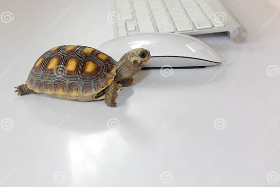Turtle on Computer with Keyboard and Wireless Mouse. Stock Image ...
